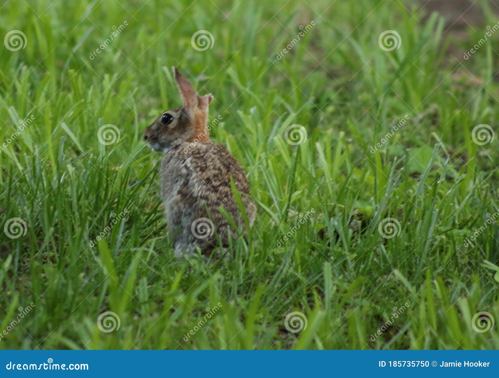 Baby cottontail rabbit stock photo. Image of plant, lawn - 185735750