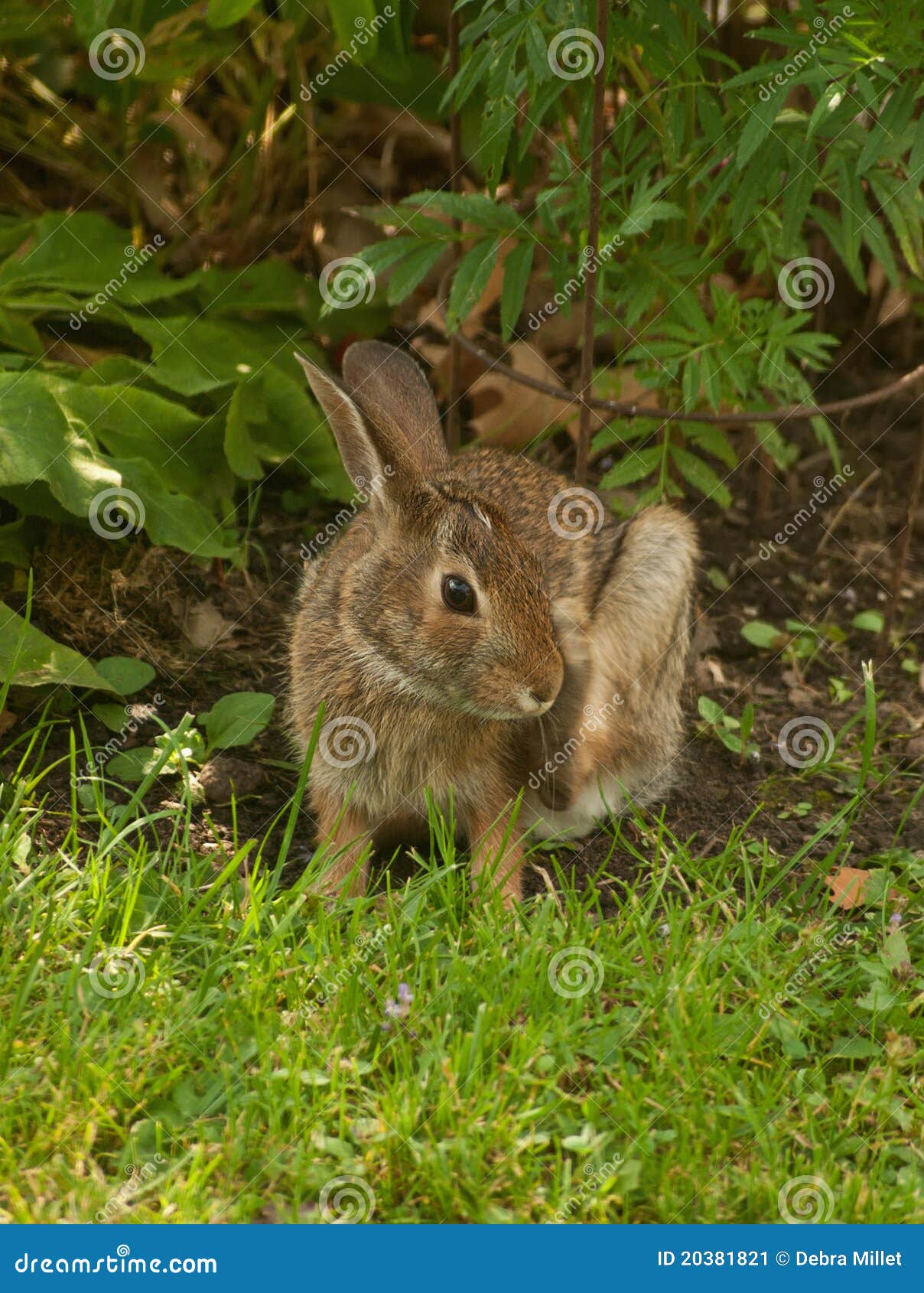 Baby cottontail rabbit stock image. Image of cute, baby - 20381821