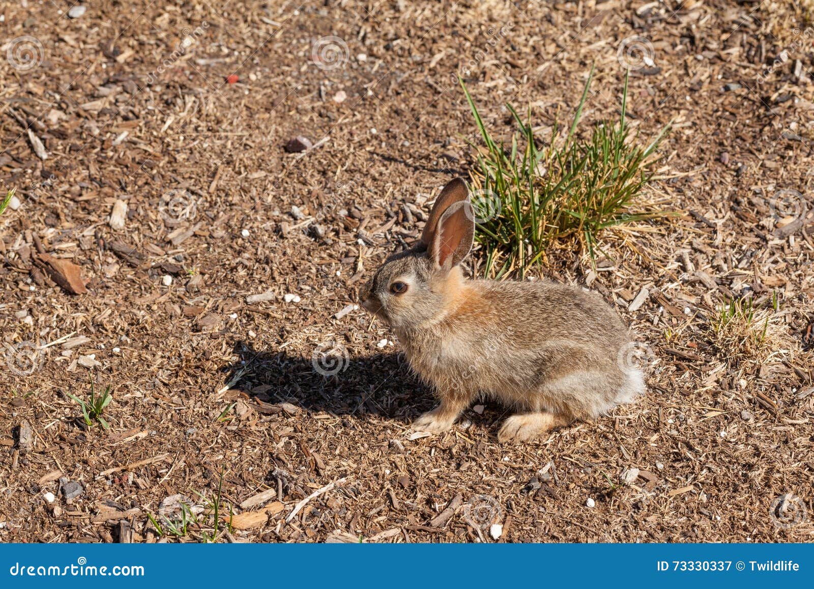 Baby Cottontail Rabbit stock image. Image of baby, wildlife - 73330337