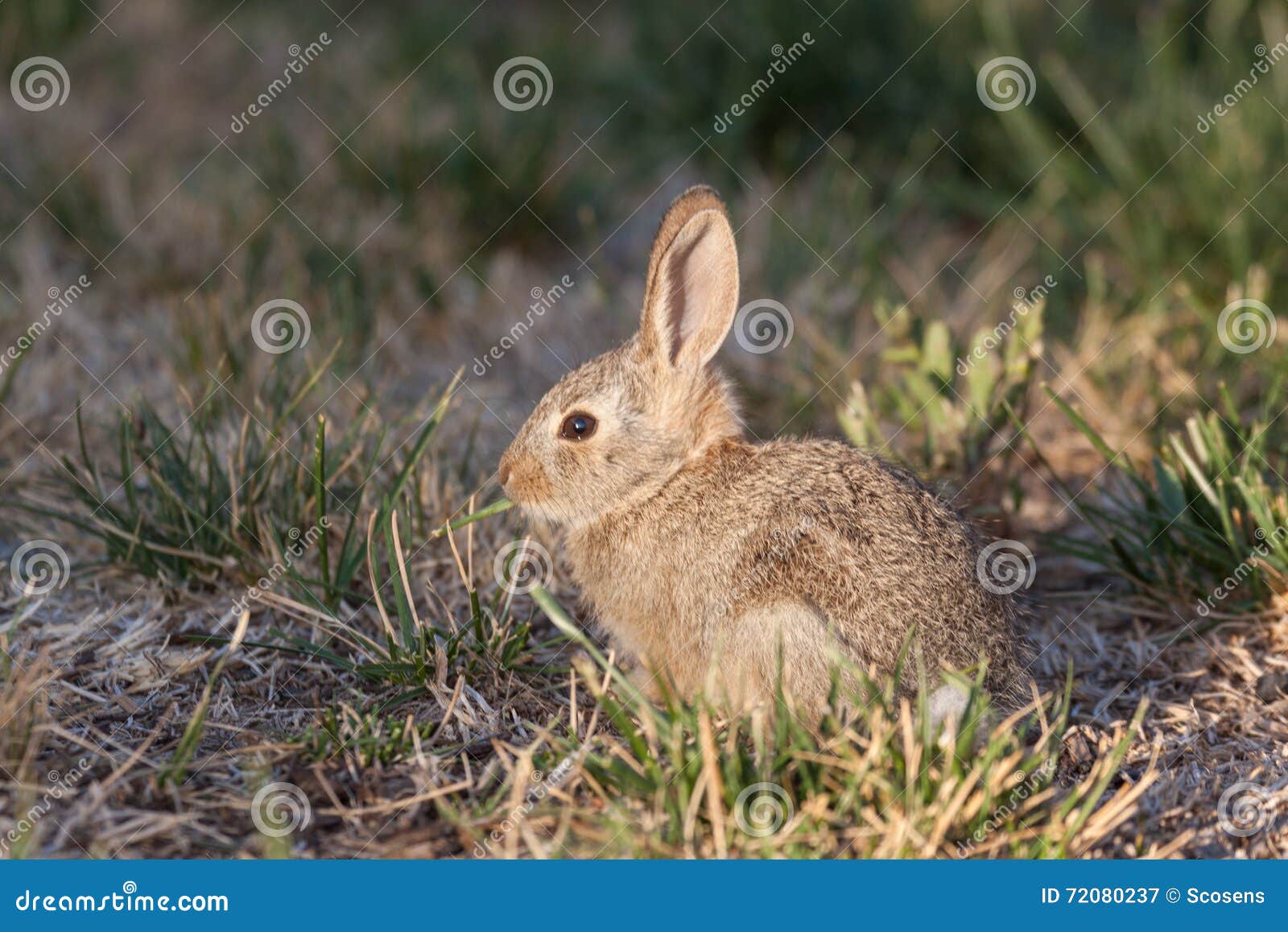 Baby Cottontail Rabbit stock image. Image of baby, rabbit - 72080237