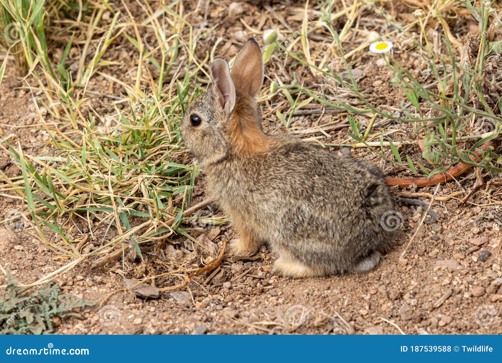 Baby Cottontail Rabbit stock photo. Image of snow, cute - 187539588