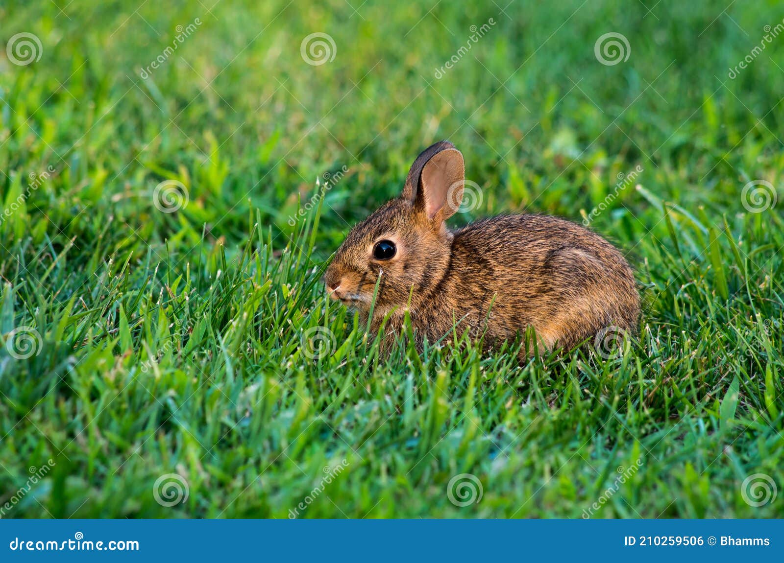 Baby cottontail rabbit stock photo. Image of young, rabbit - 210259506