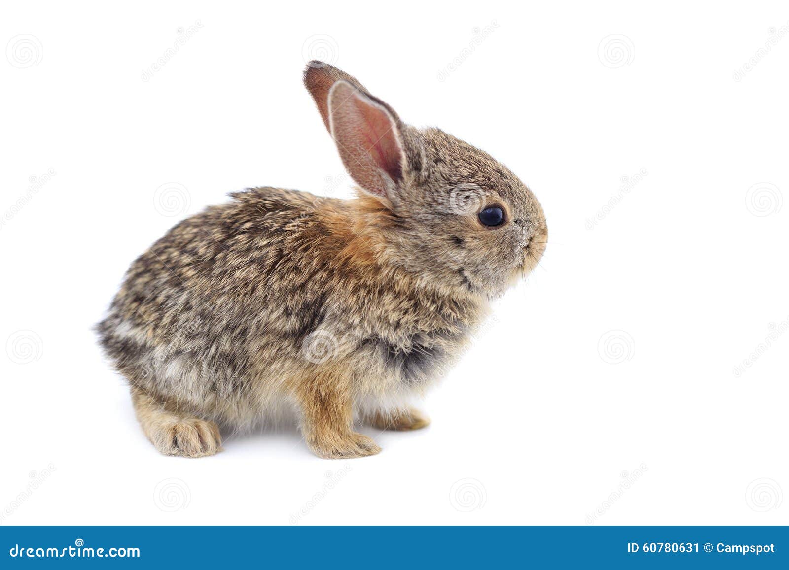 Baby White Cottontail Rabbit