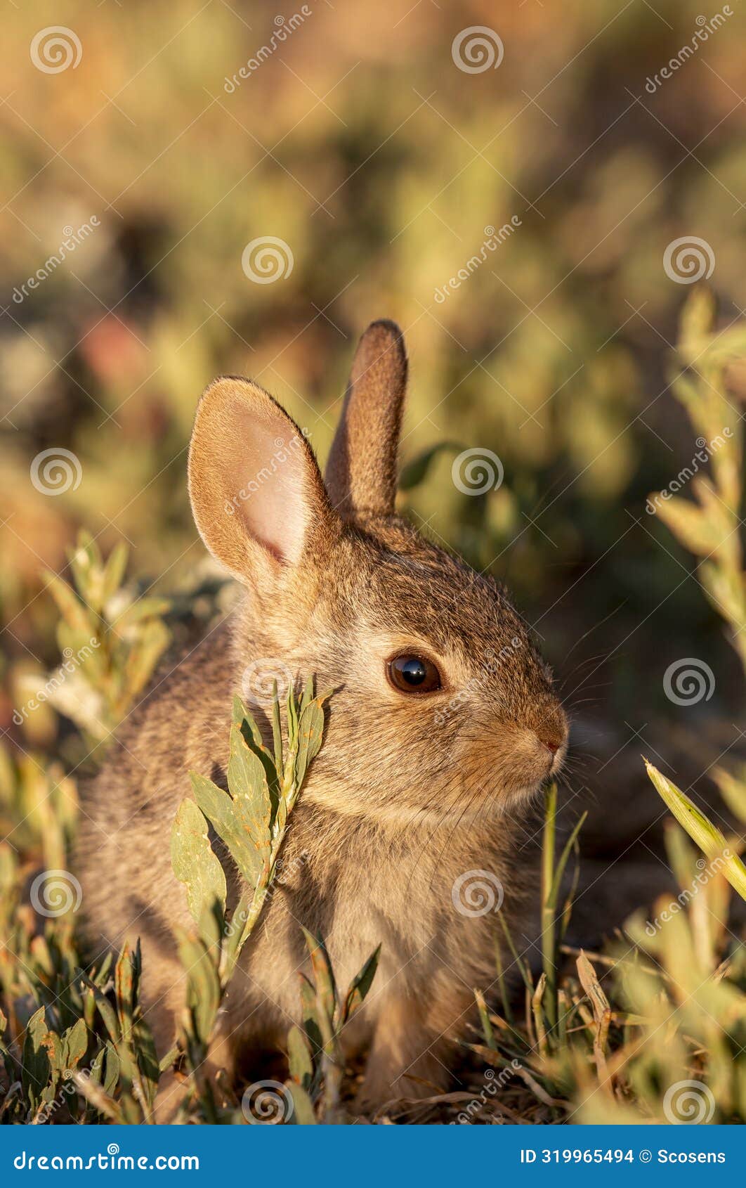 Baby Cottontail Rabbit in Springtime Stock Photo - Image of young ...