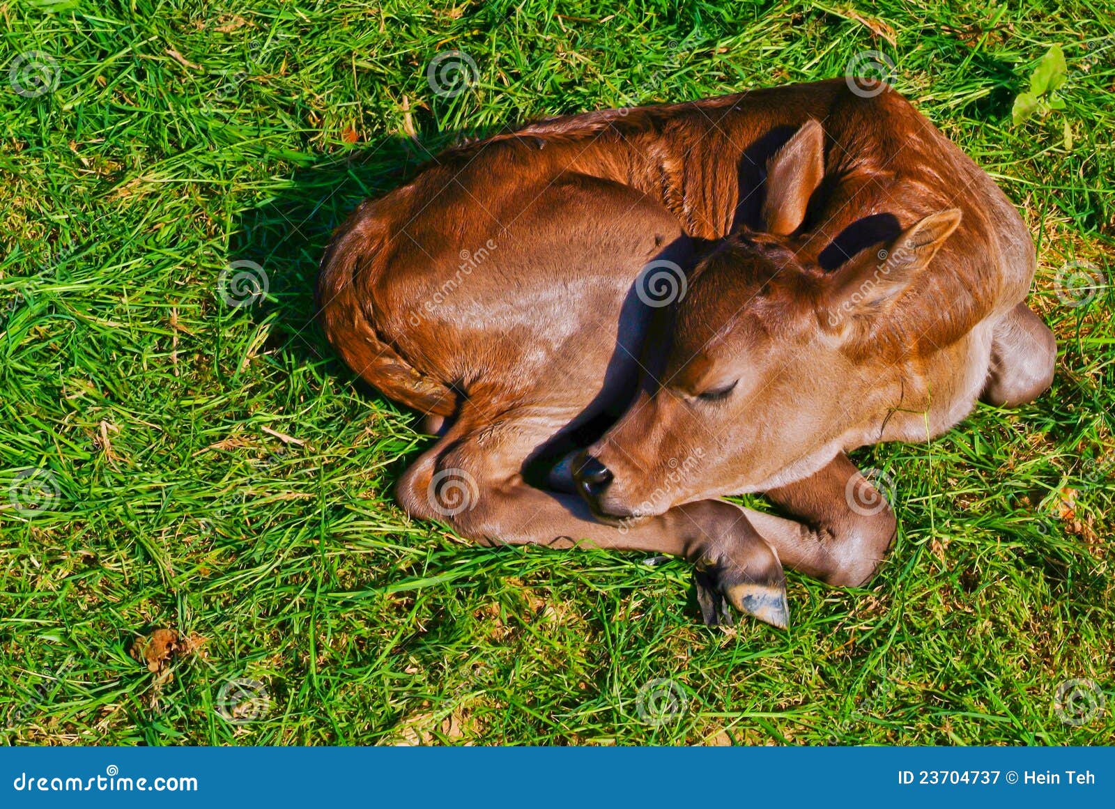 Baby cow stock image. Image of chew, farmland, baby, beef - 23704737