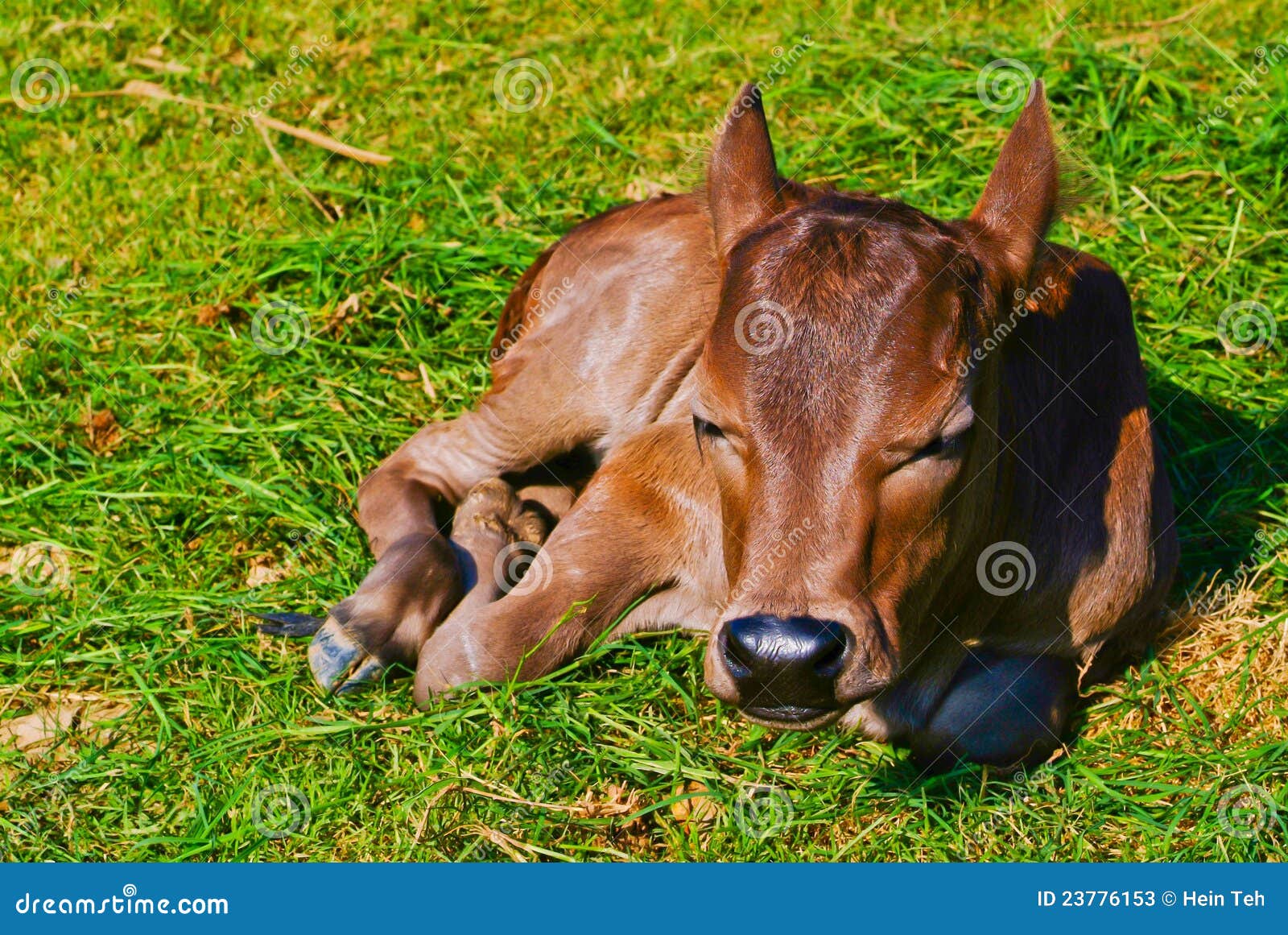 Baby cow stock image. Image of farm, farmland, field - 23776153