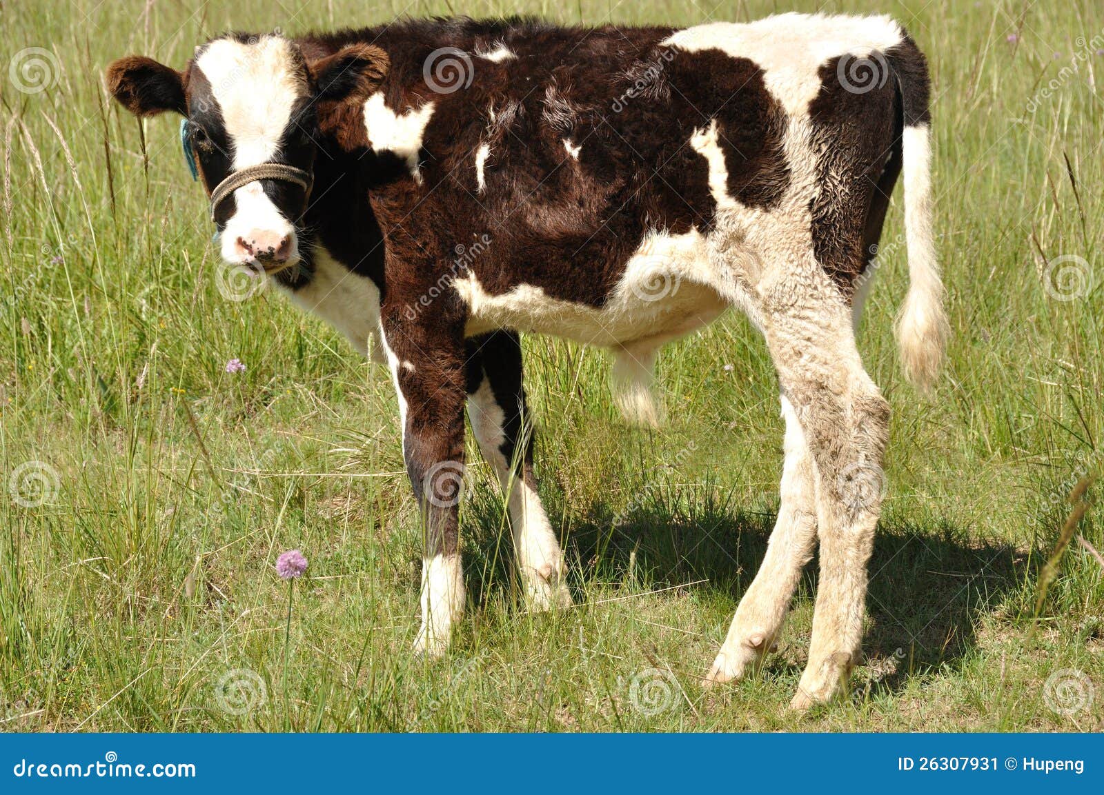 A baby cow stock image. Image of animals, country, cattle - 26307931