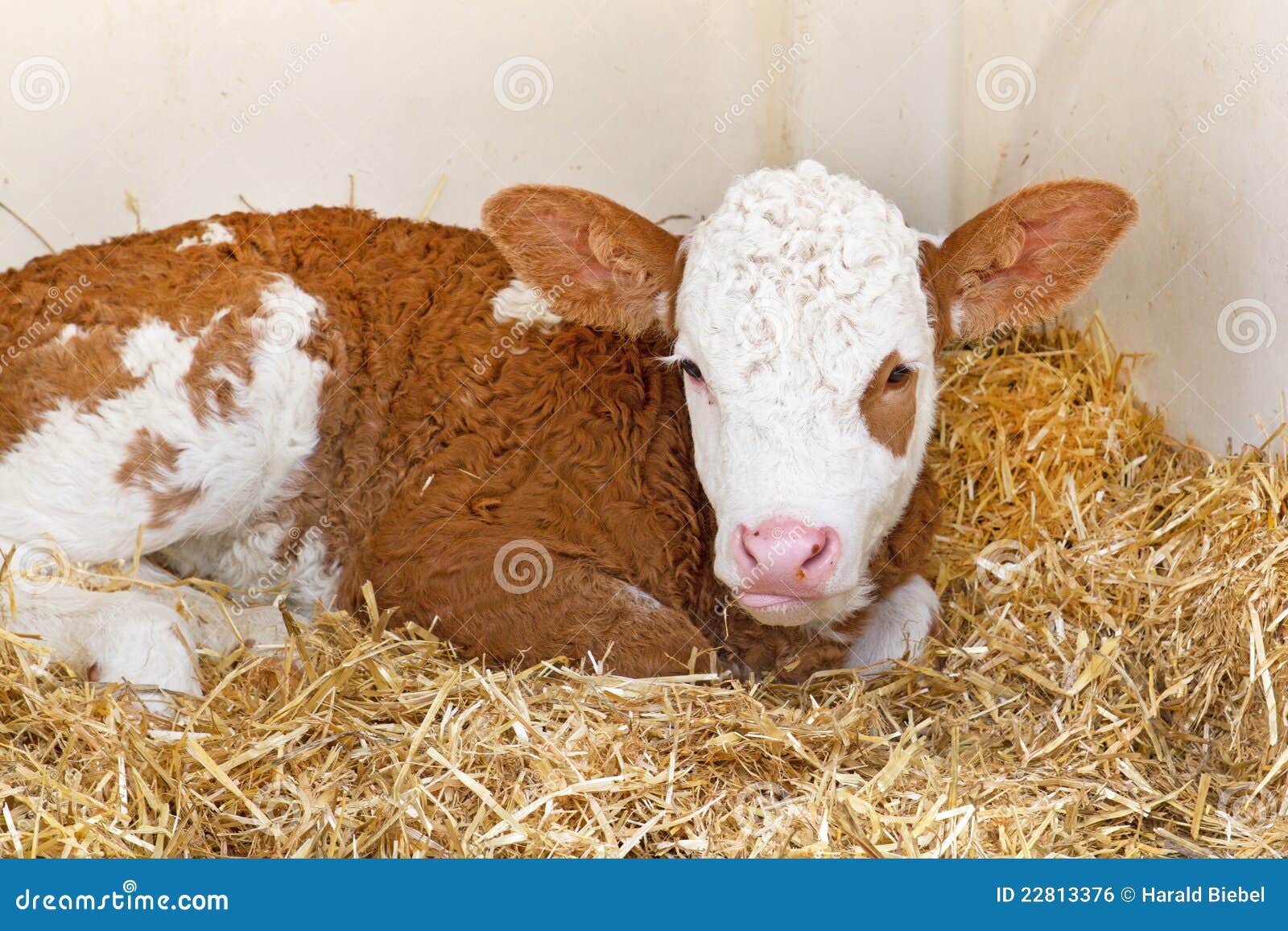 Mad Cow Calf Hay