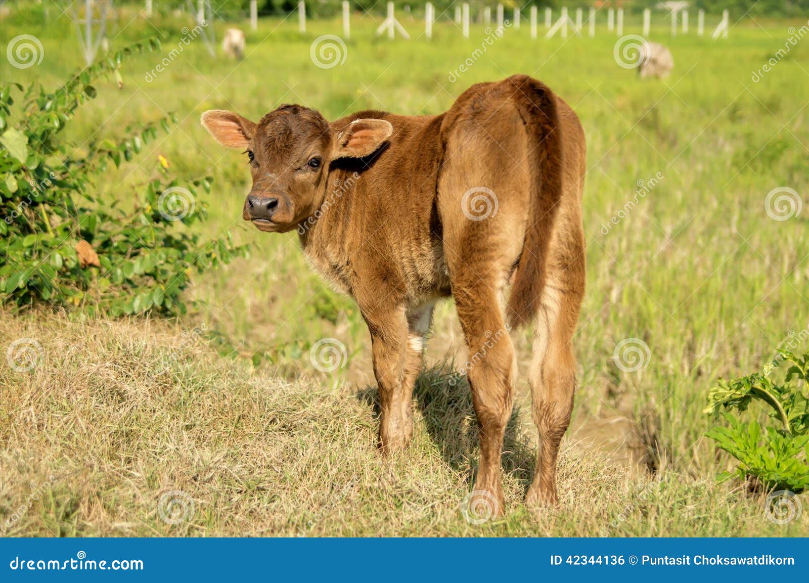 Baby cow stock photo. Image of cattle, curious, male - 42344136