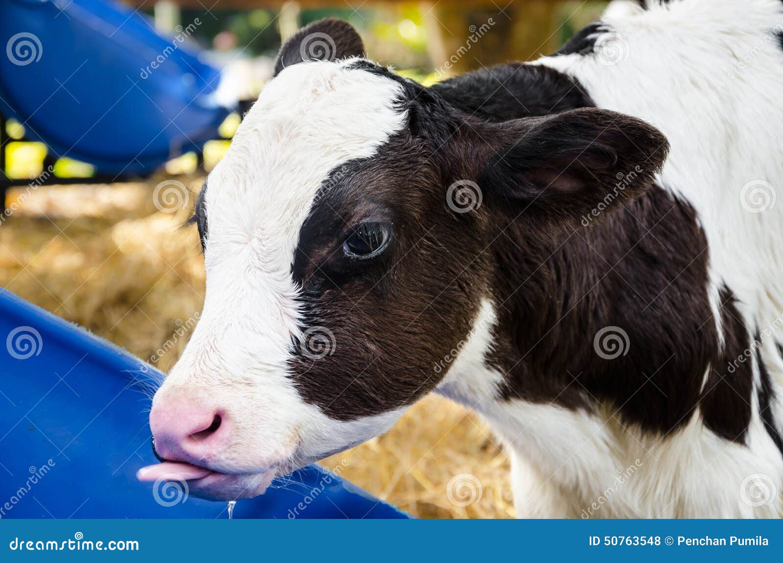 Baby cow drinking water stock photo. Image of eyelashes - 50763548