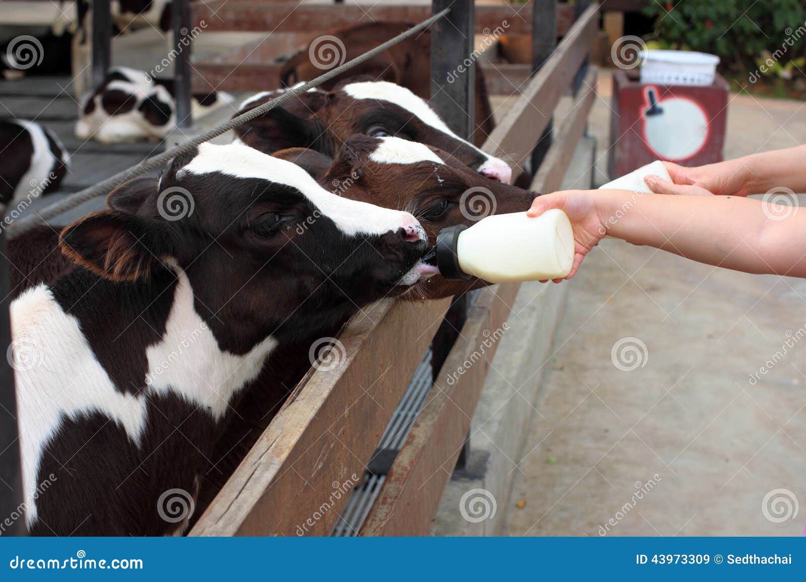 Baby Cow Feeding from Milk Bottle Stock Image - Image of suck, farm ...