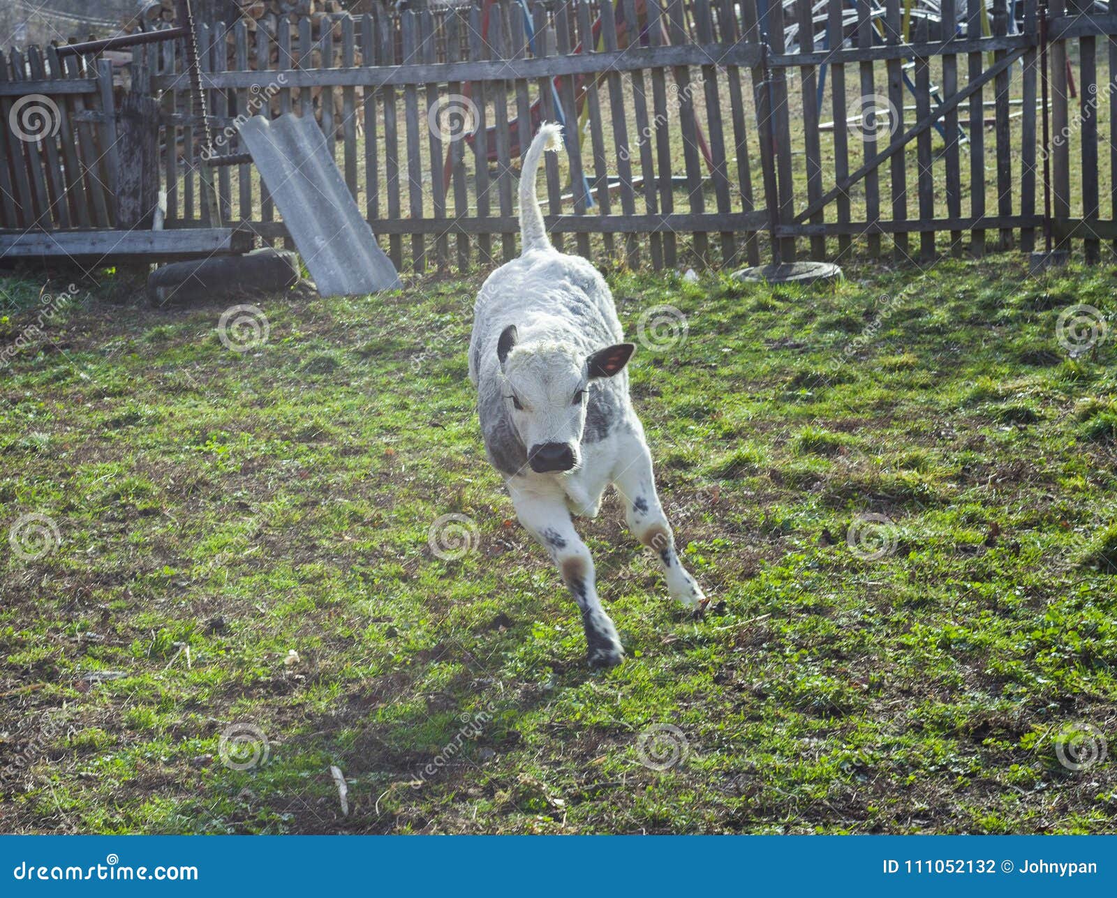 Baby cow running stock photo. Image of farmland, cattle - 111052132