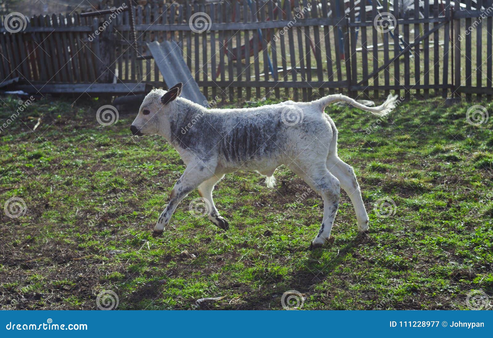 Baby cow running stock image. Image of jump, baby, meadow - 111228977