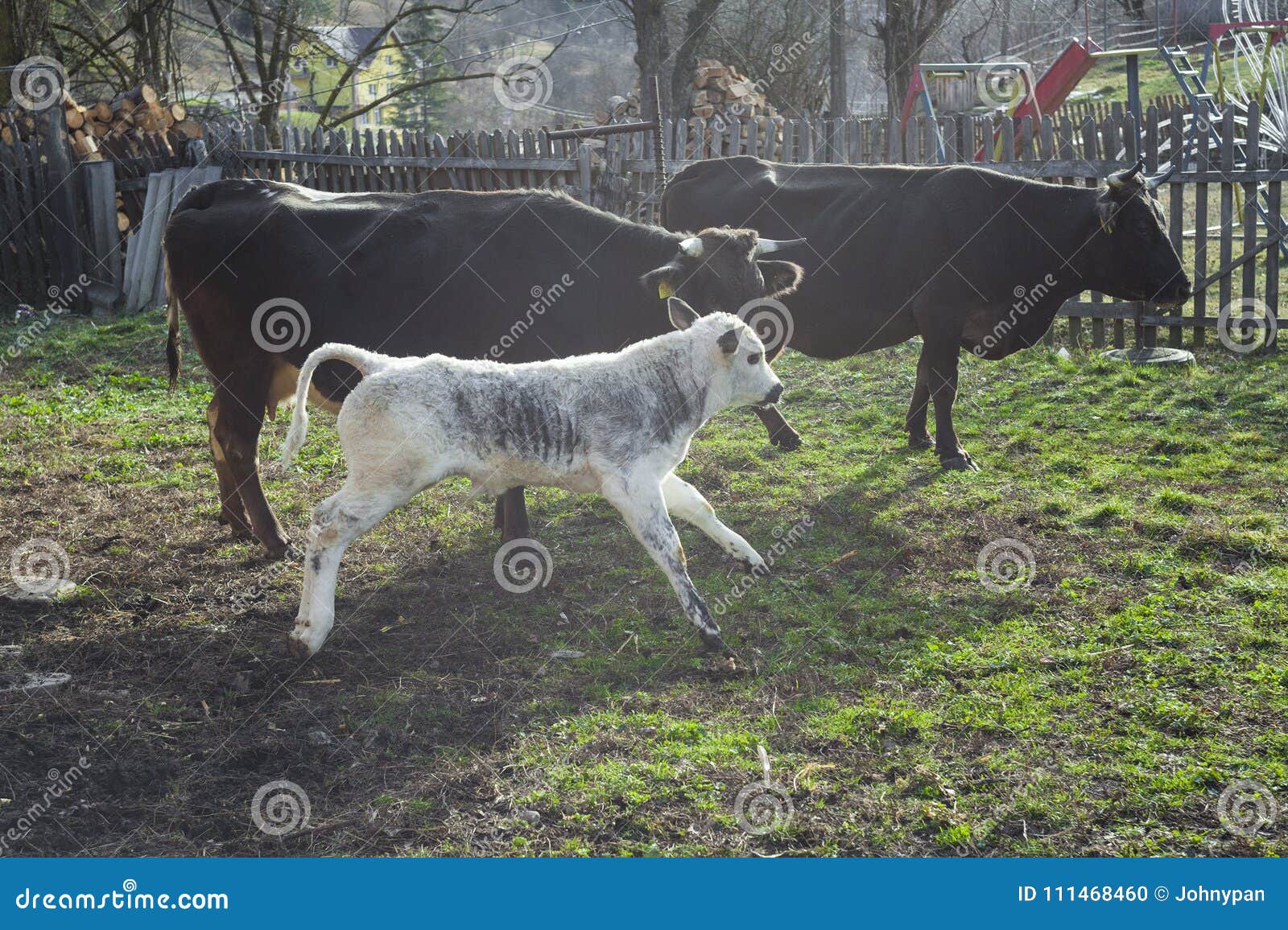 Baby cow running stock photo. Image of cattle, grass - 111468460