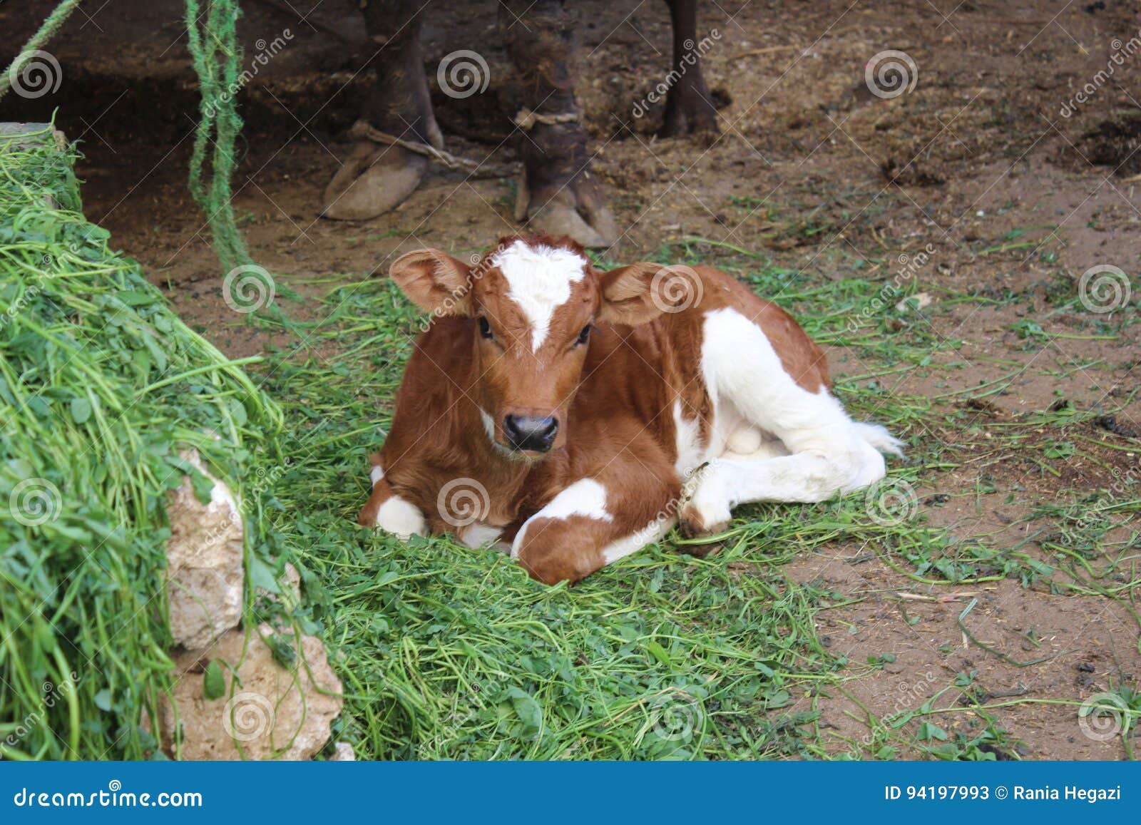 Calf sitting in barn stock image. Image of dairy, nature - 94197993