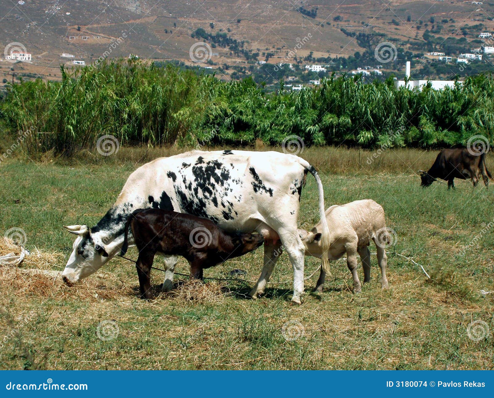 Baby cows stock photo. Image of mammals, farm, feeding - 3180074