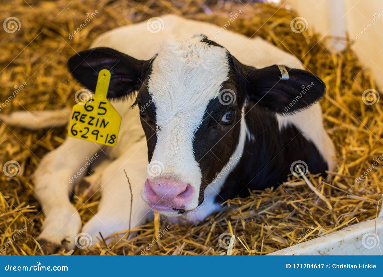 Baby Cows at a Dairy Farm in Central Pennsylvania Editorial Photography ... Baby Cows at a Dairy Farm in Central Pennsylvania Editorial Photography ...