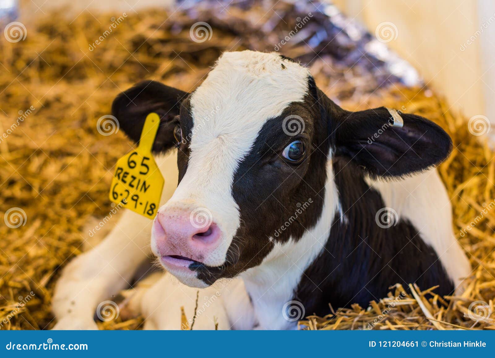 Baby Cows at a Dairy Farm in Central Pennsylvania Editorial Photo ... Baby Cows at a Dairy Farm in Central Pennsylvania Editorial Photo ...