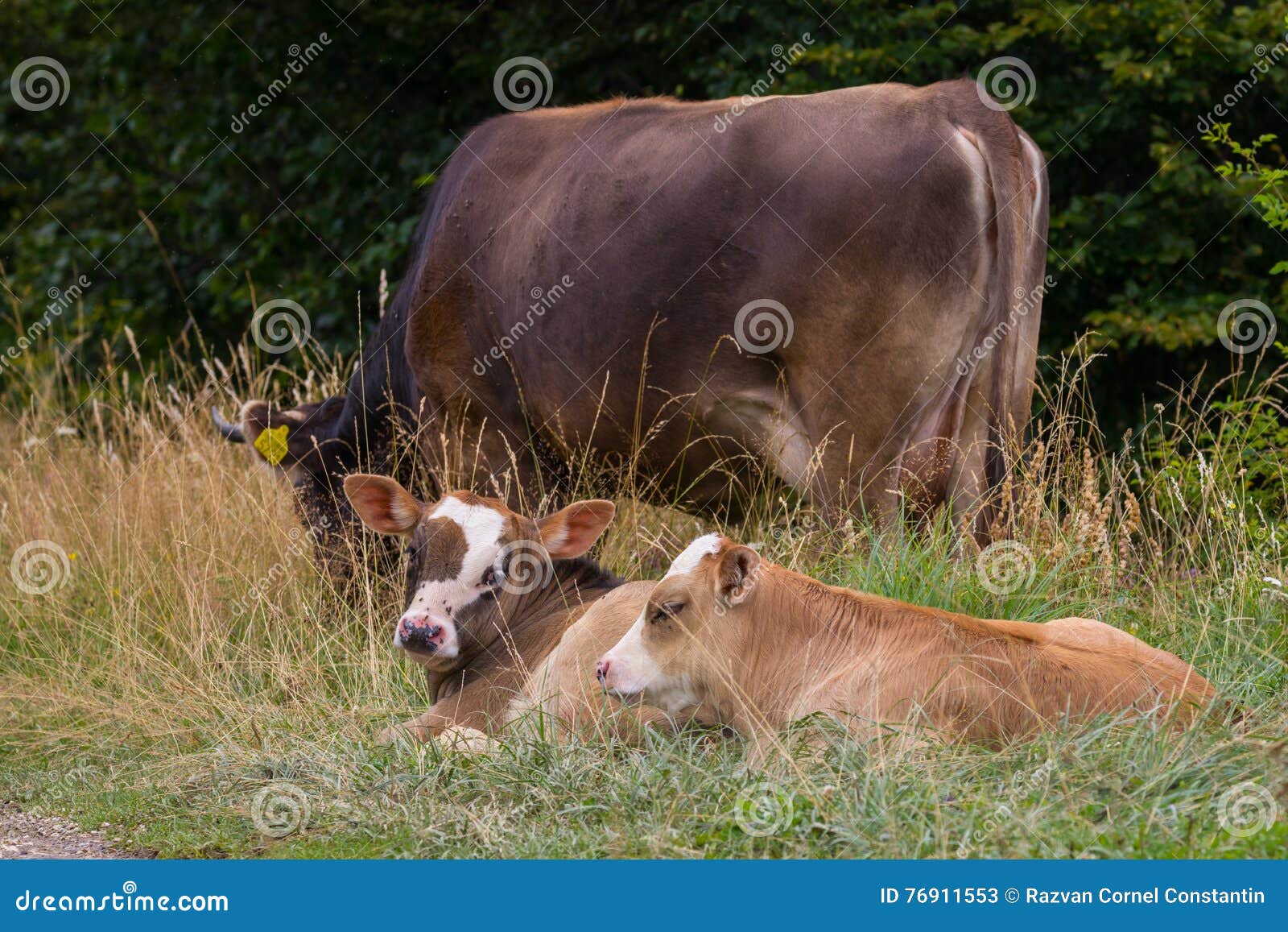Two Baby Cows Stock Photography | CartoonDealer.com #95250512