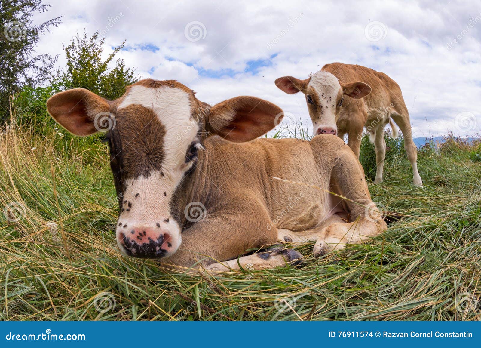 Two Baby Cows Stock Photography | CartoonDealer.com #95250512