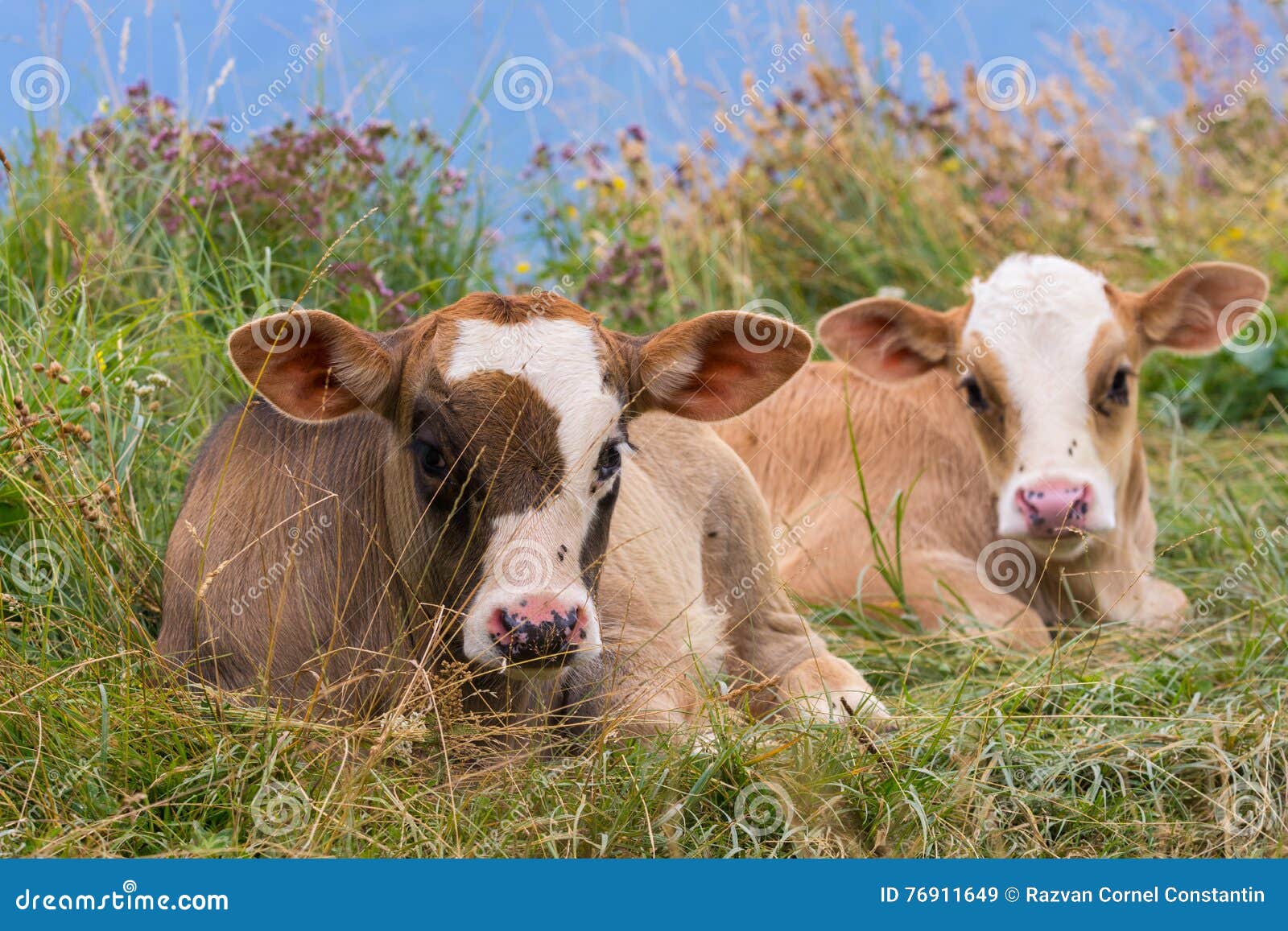 Two Baby Cows Stock Photography | CartoonDealer.com #95250512