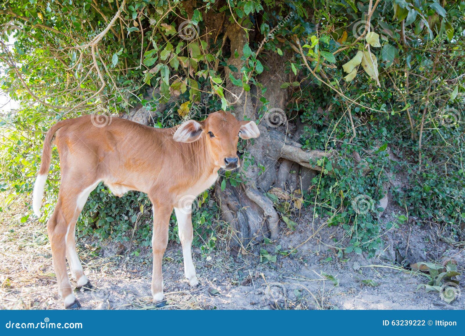 Two Baby Cows Stock Photography | CartoonDealer.com #95250512