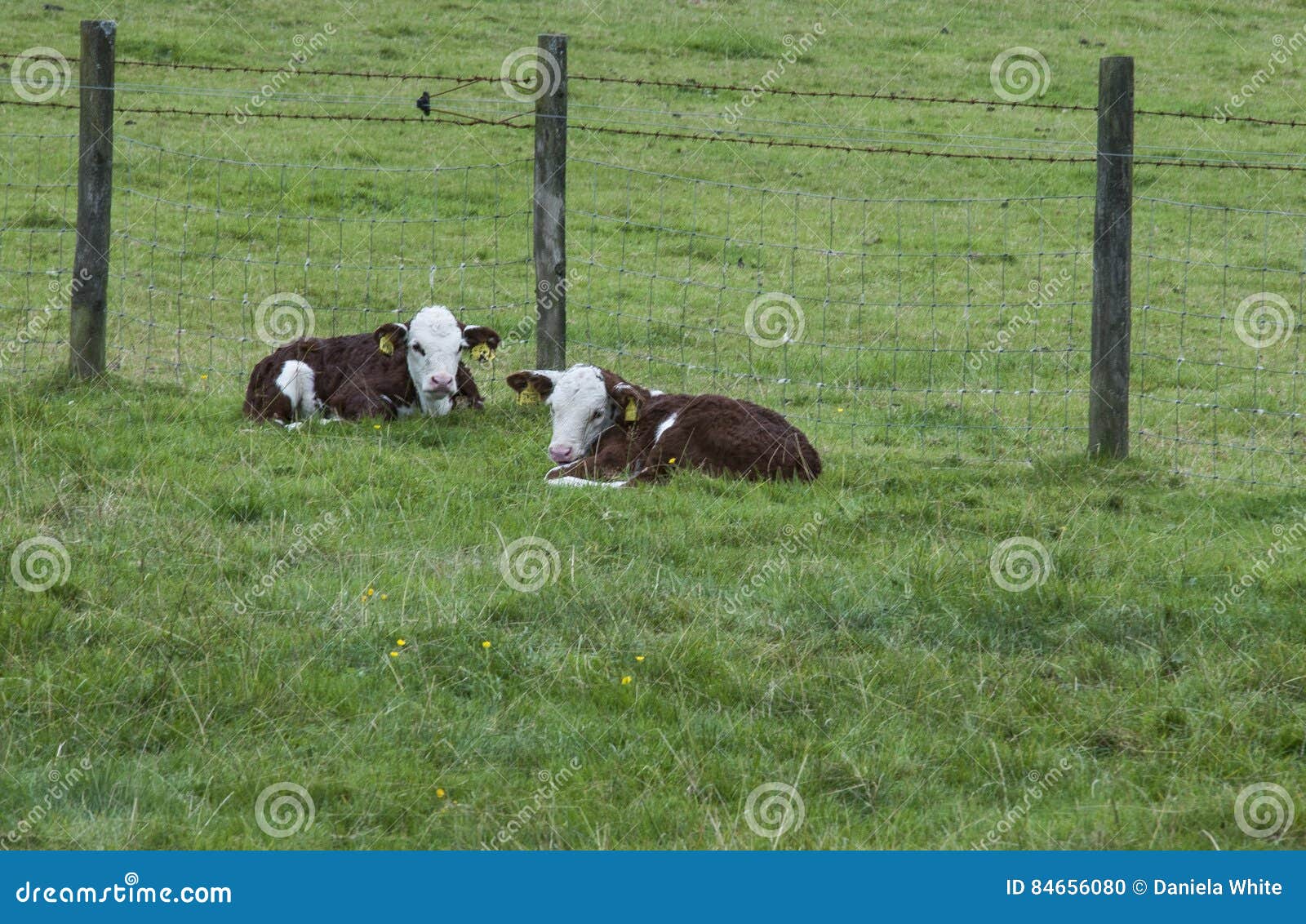 Baby cows stock photo. Image of sitting, farm, bovine - 84656080