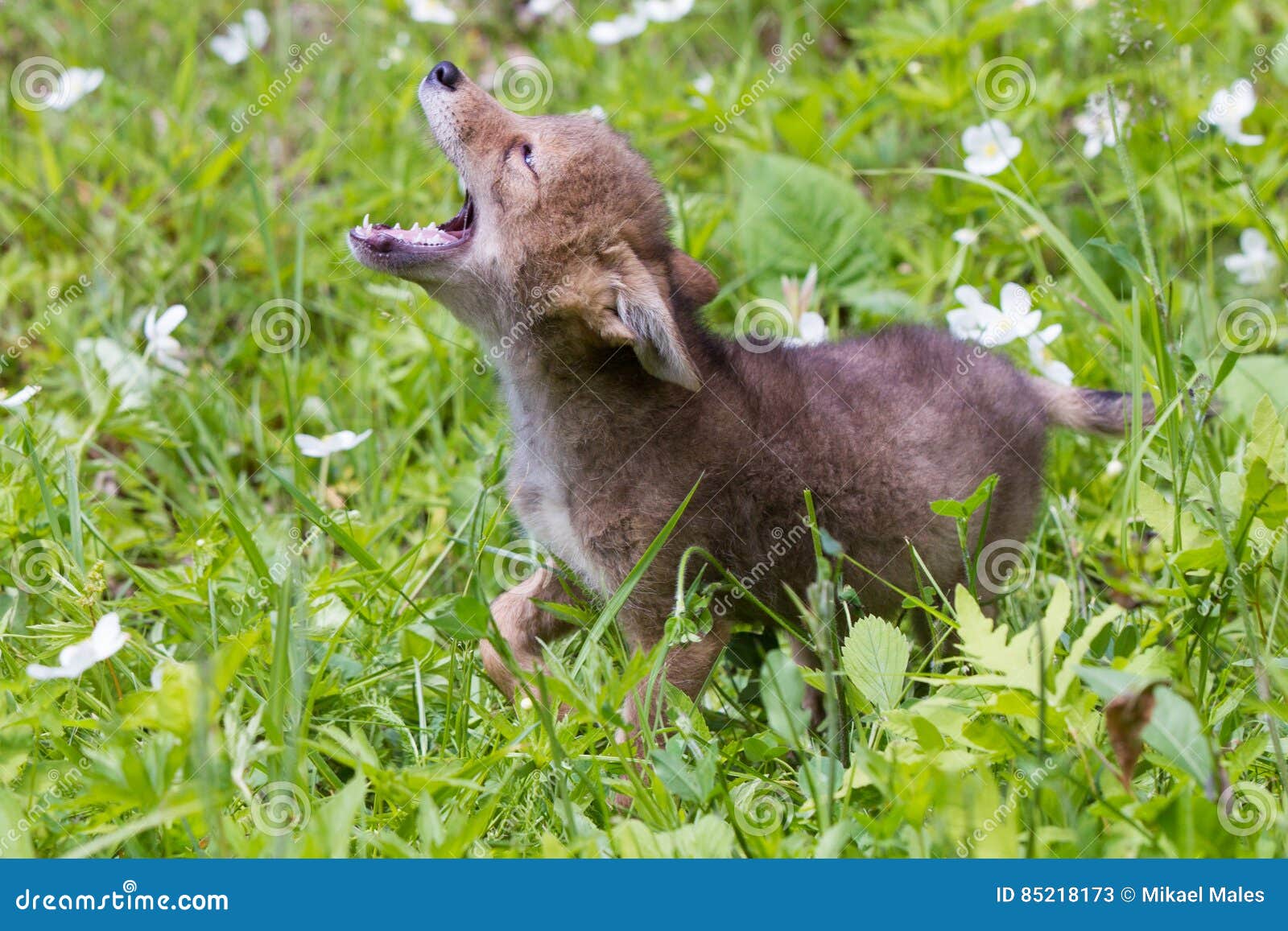 Baby coyote howling stock image. Image of baby, howling - 85218173
