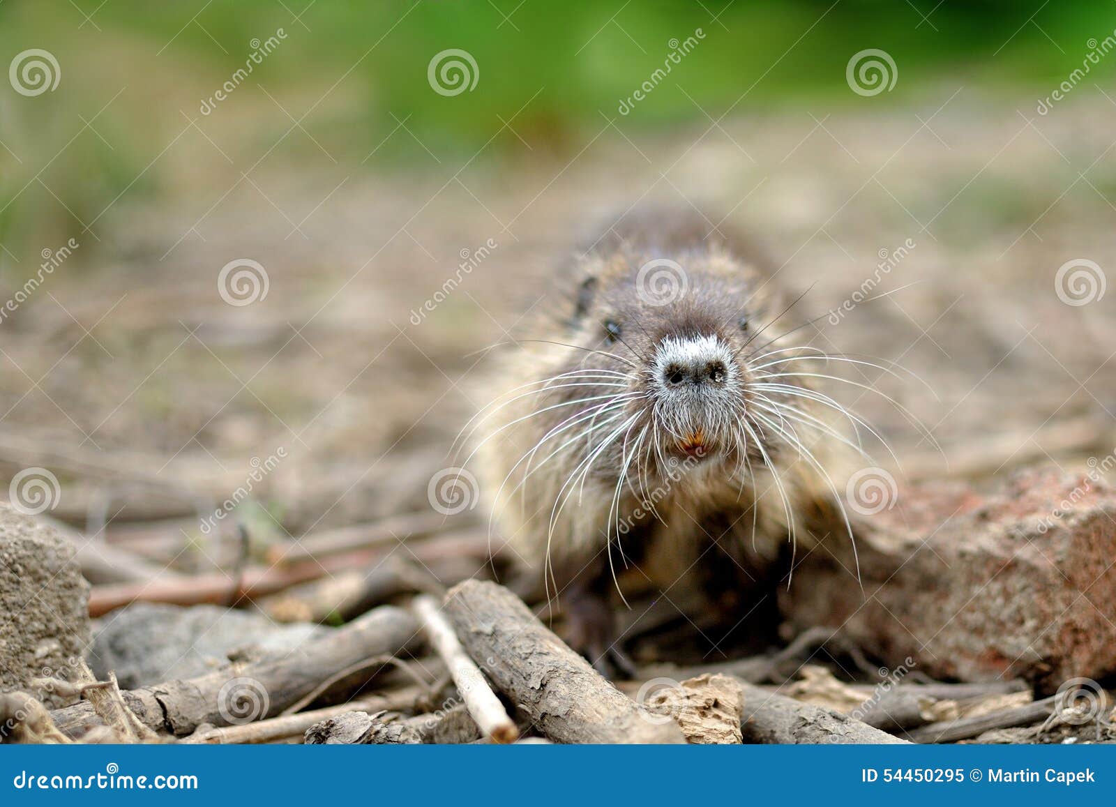 Baby coypu stock image. Image of juveniles, brown, rodent - 54450295