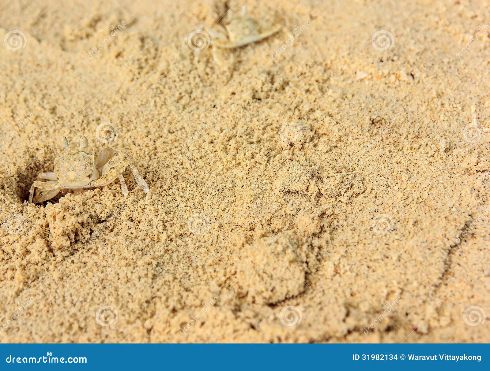 The baby crab stock photo. Image of nature, copyspace - 31982134