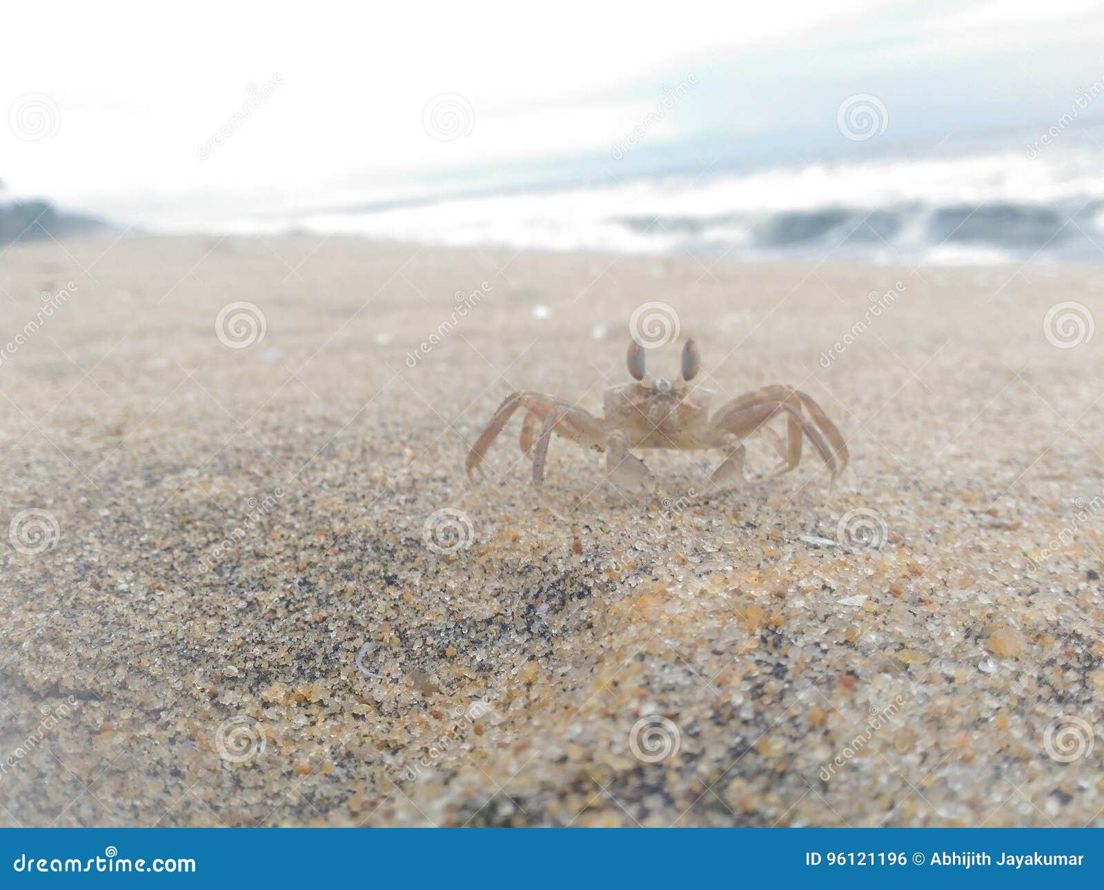 Baby crab stock photo. Image of cherai, baby, crab, beach - 96121196
