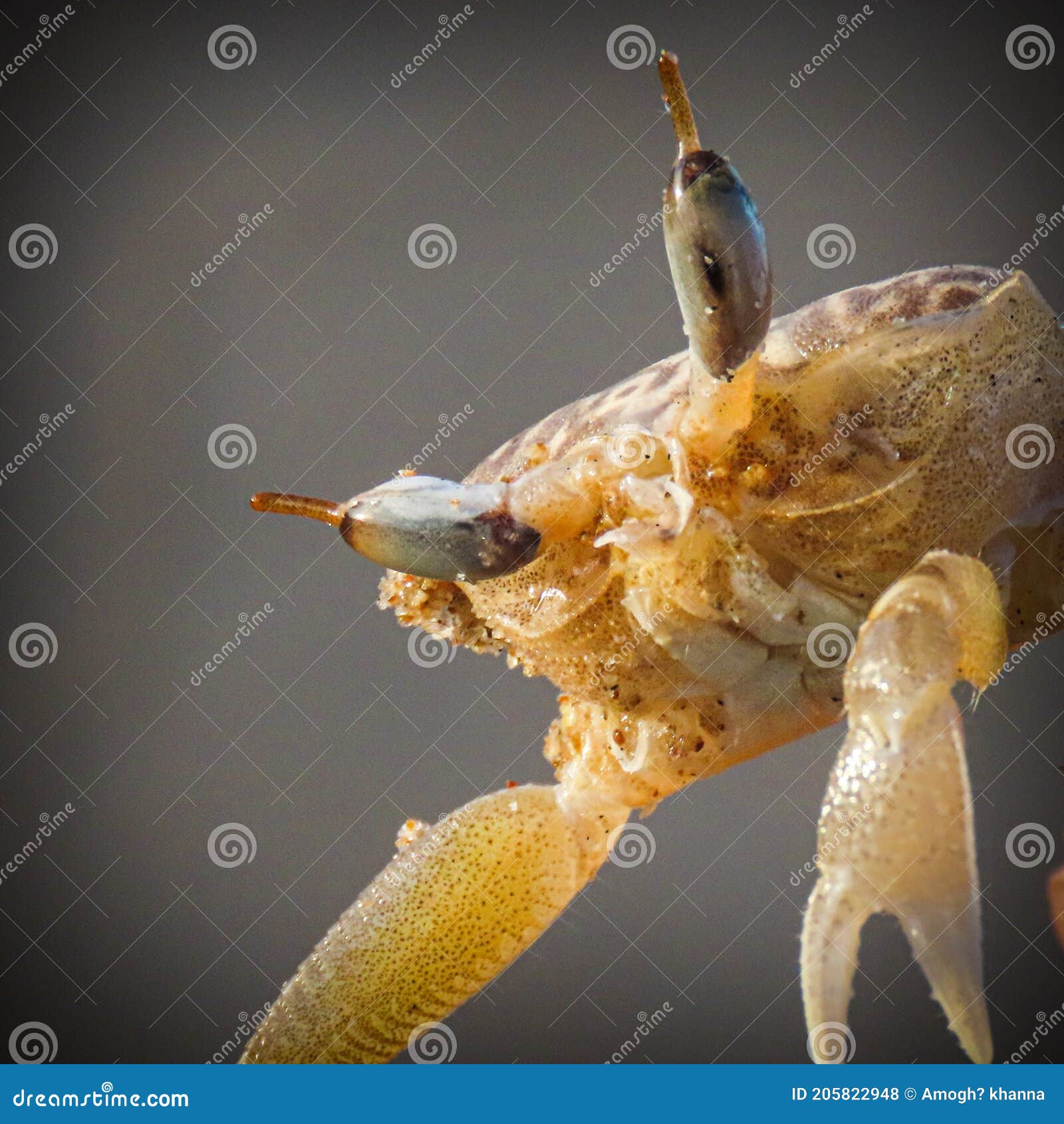 Baby crab eye stock photo. Image of hand, produce, food - 205822948