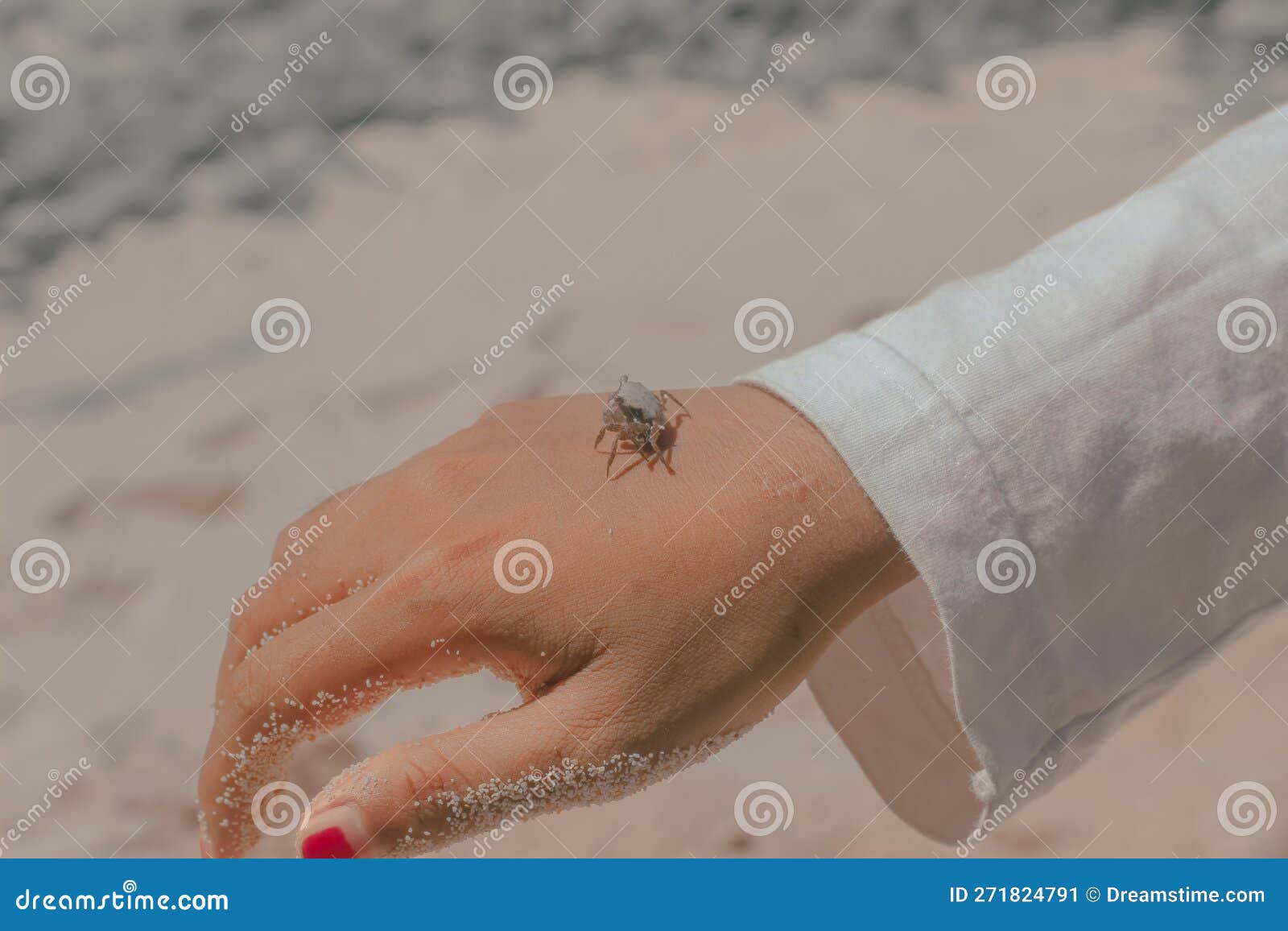 Baby crab on hand stock image. Image of skin, sand, organ - 271824791