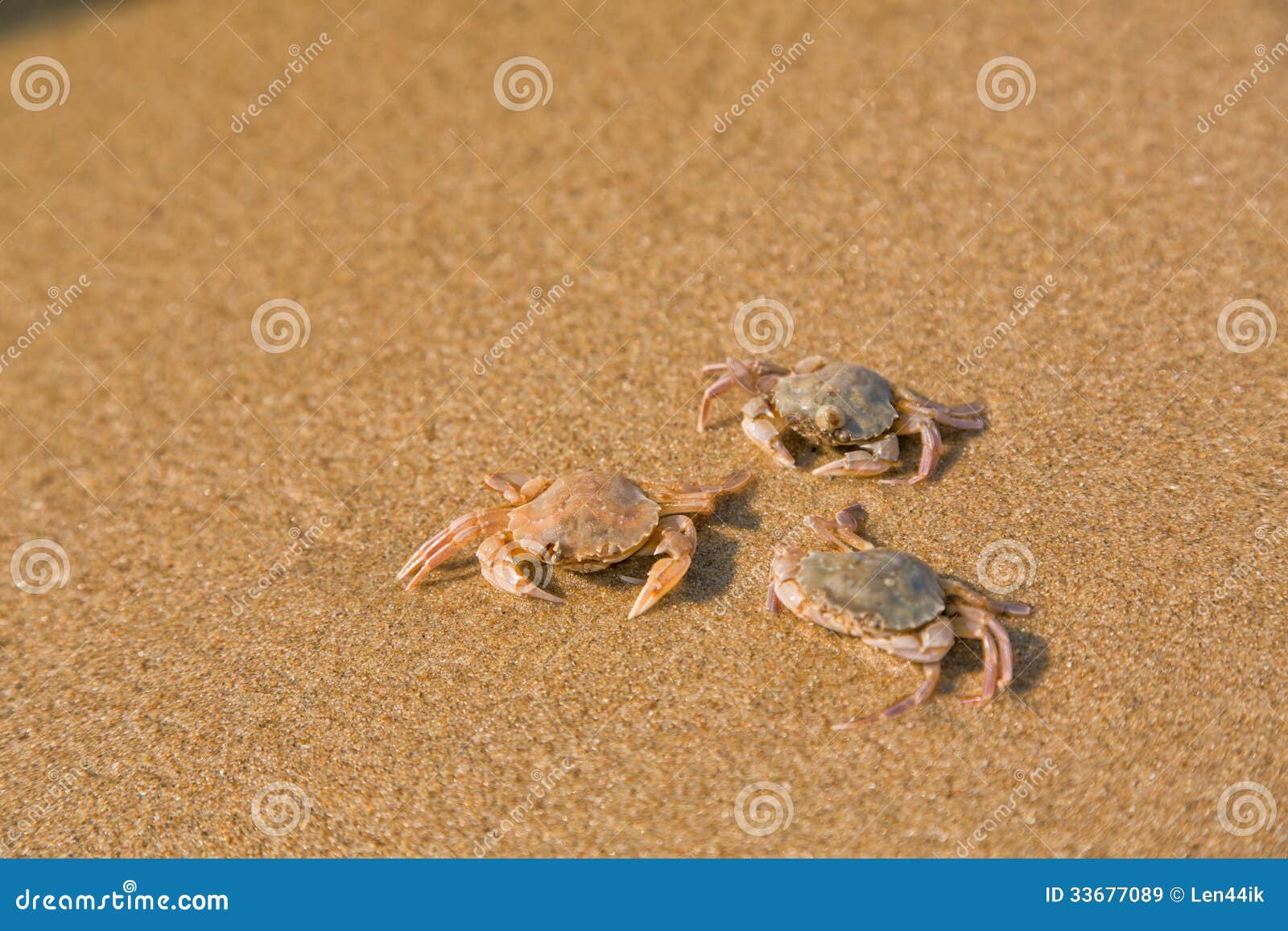 Baby crab on the sea shore stock image. Image of crab - 33677089