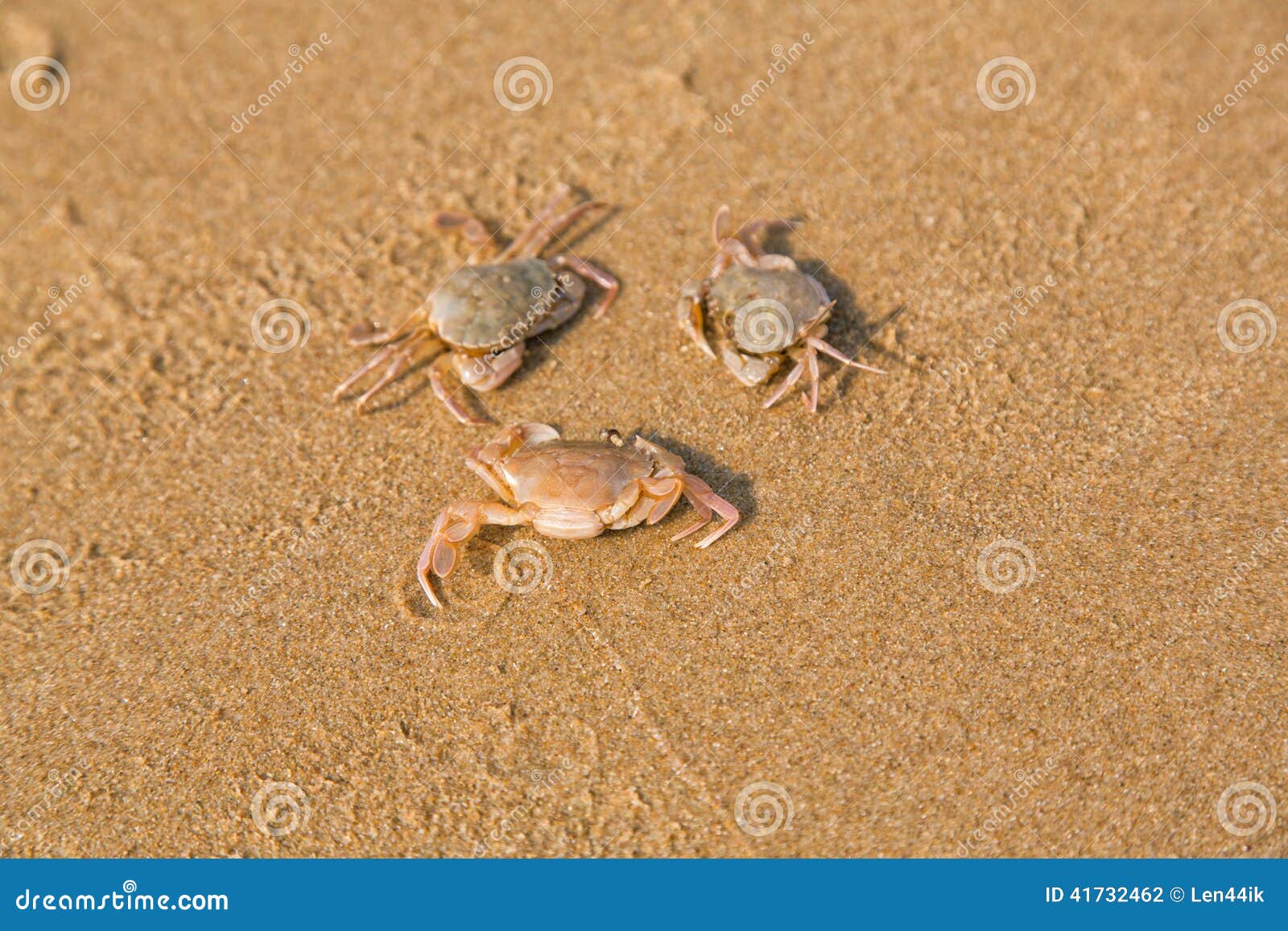 Baby crab on the sea shore stock photo. Image of caribbean - 41732462