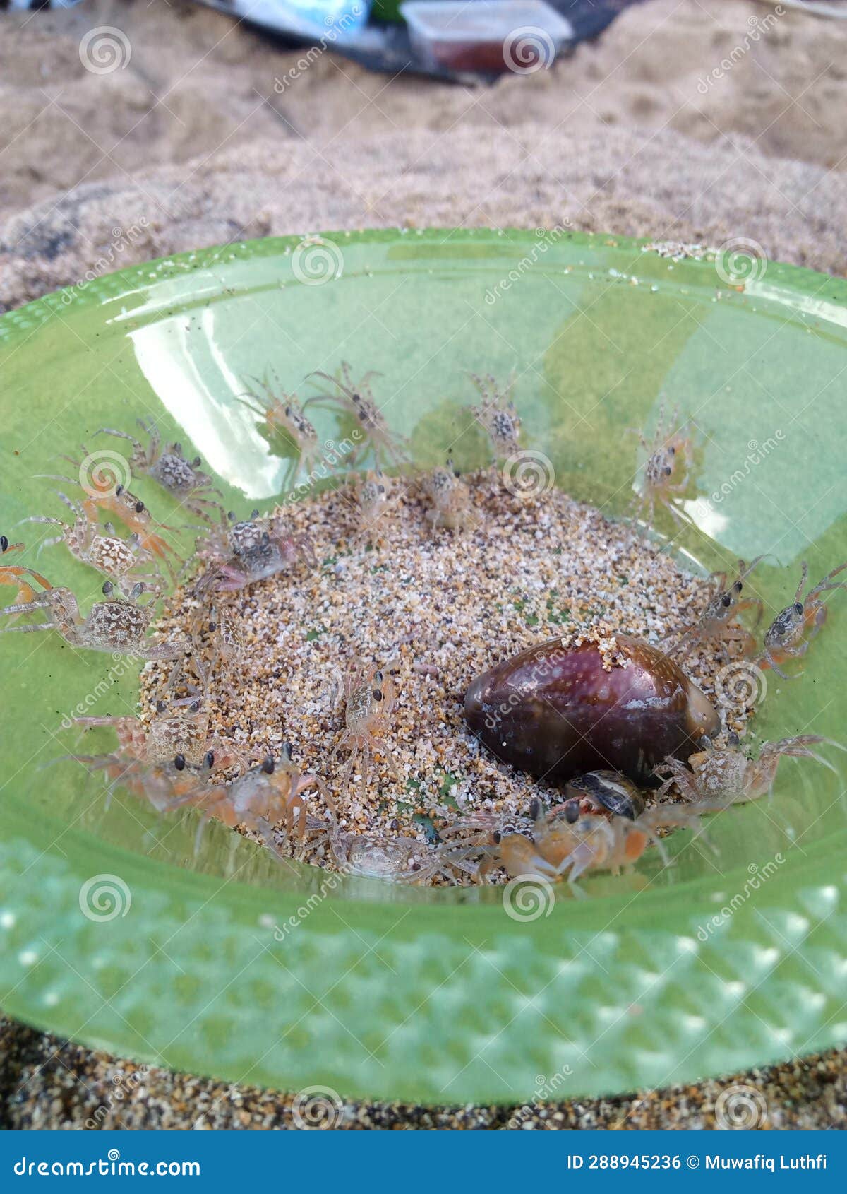 Baby crabs beach view stock photo. Image of view, baby - 288945236