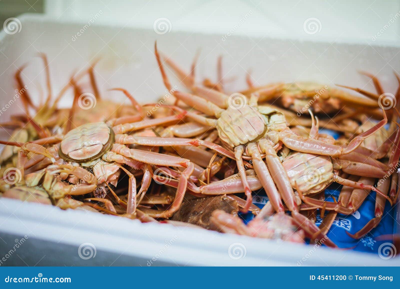 Baby crabs in white box stock photo. Image of legged - 45411200