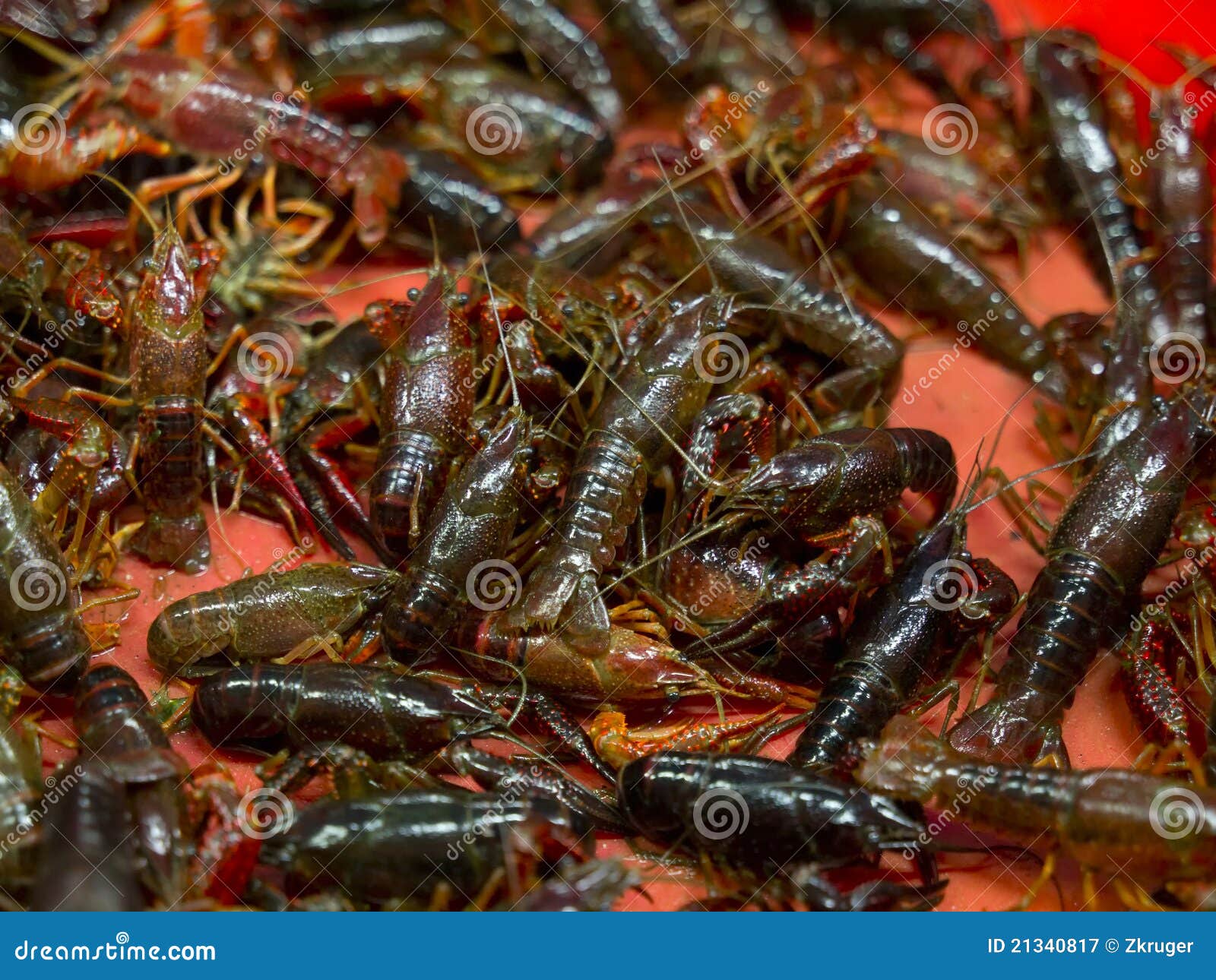 Baby Crayfish Royalty Free Stock Photography - Image: 21340817