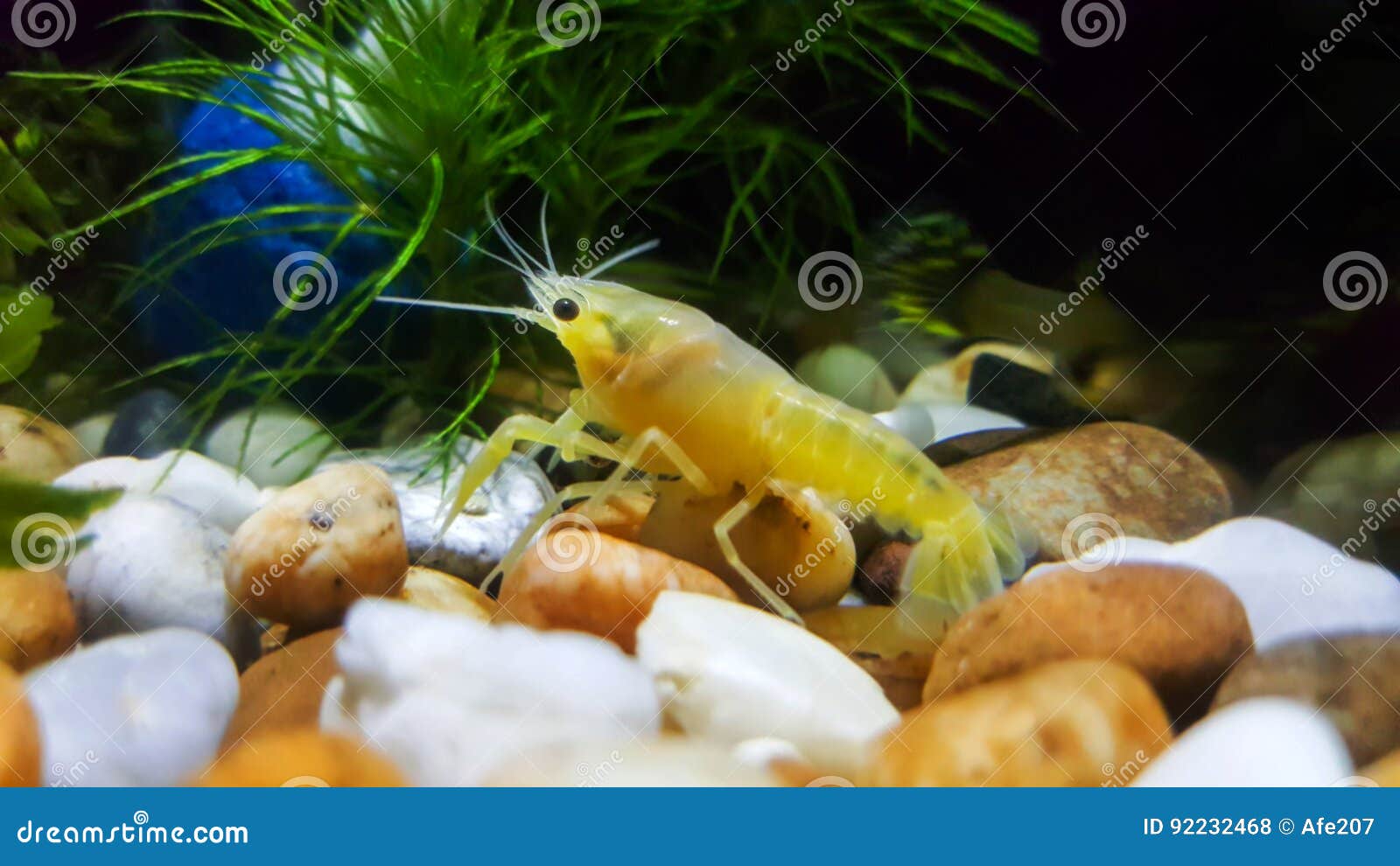 Baby Crayfish Ghost in Aquarium Stock Photo - Image of life, little ...