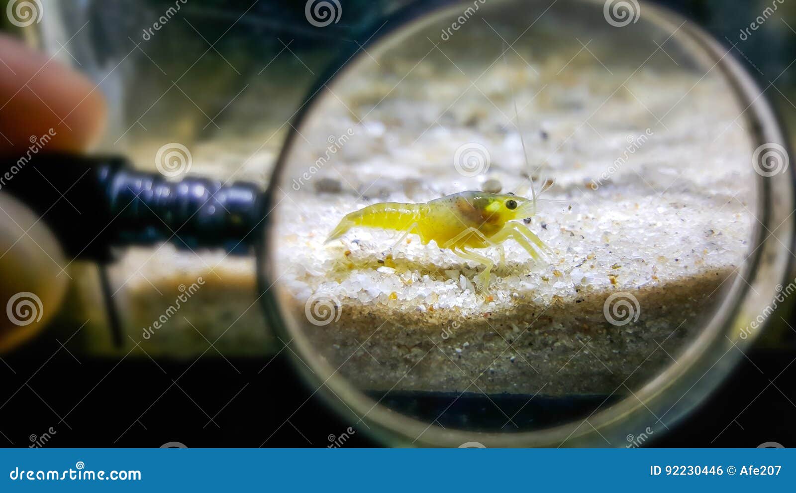 Baby Crayfish