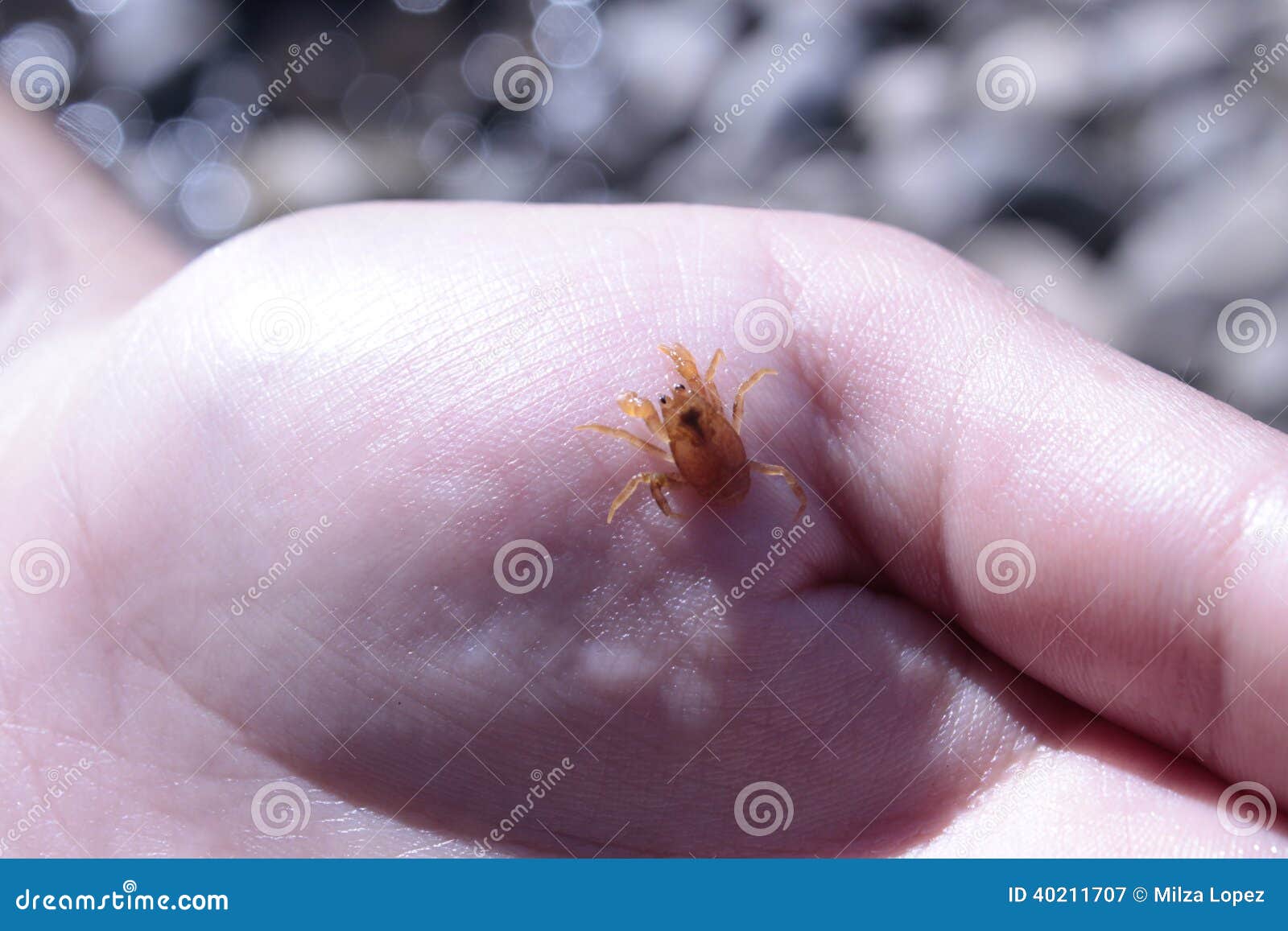Baby crayfish stock image. Image of lobster, life, river - 40211707