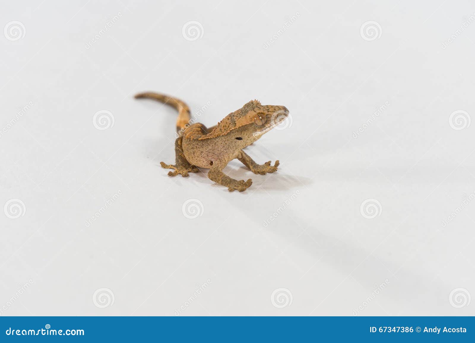 Baby Crested Gecko stock photo. Image of animal, lizard - 67347386