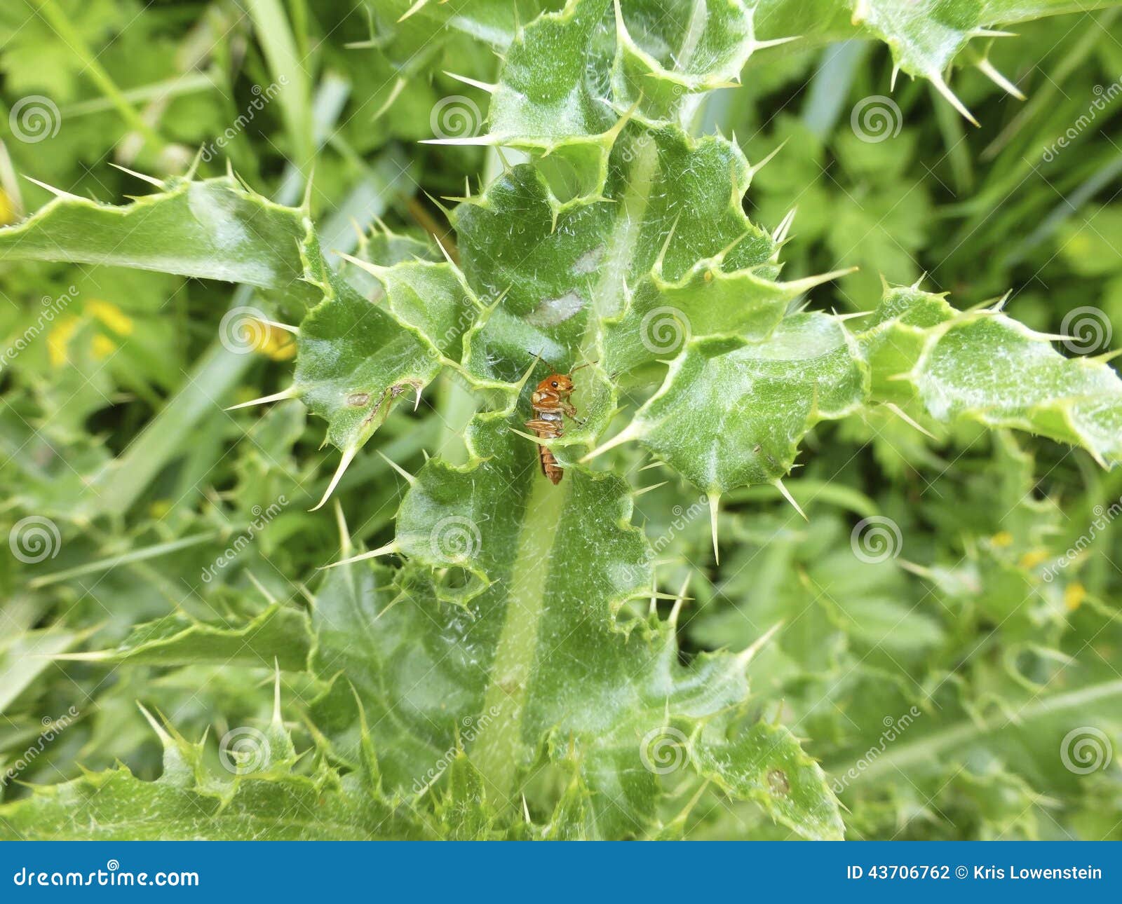 Baby Cricket stock photo. Image of thorn, thorns, green - 43706762