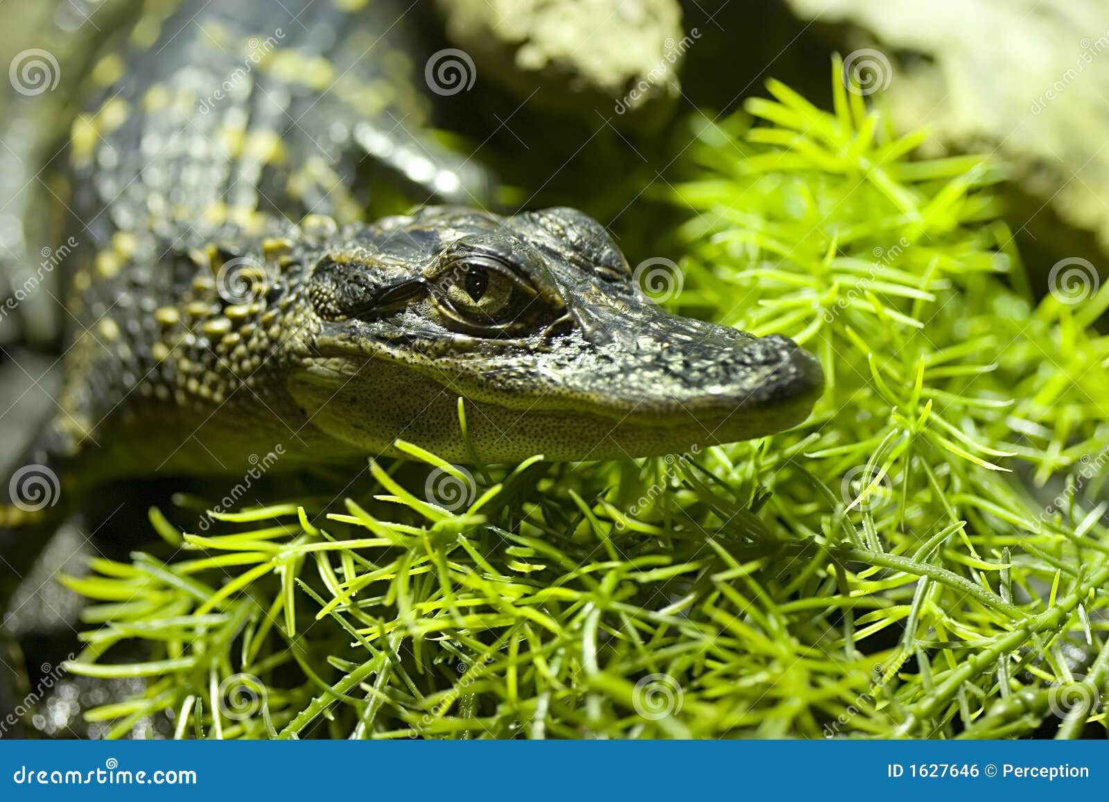 Baby Crocodile stock photo. Image of wild, close, portrait - 1627646