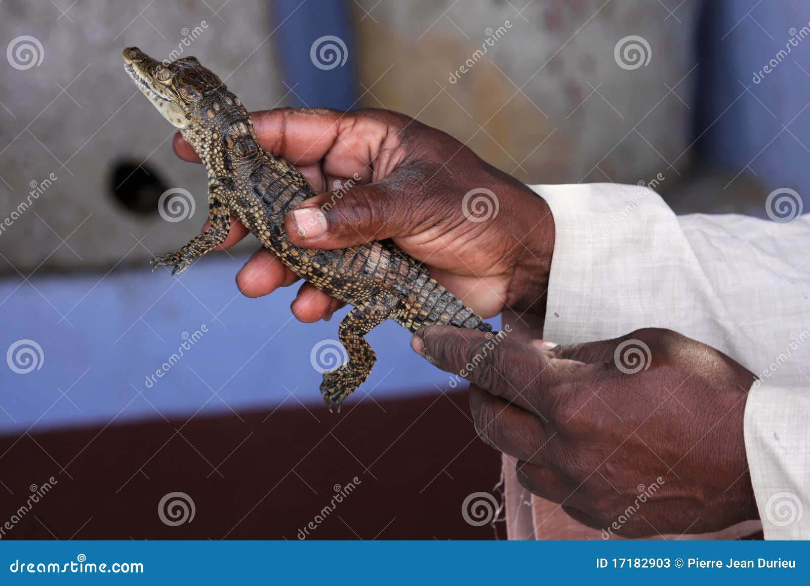 Baby crocodile stock image. Image of africa, crocodile - 17182903