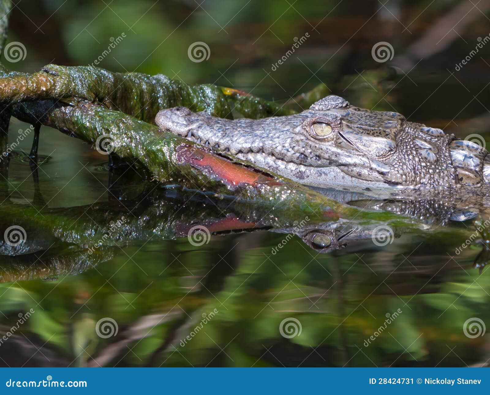Baby Crocodile stock image. Image of juvenile, river - 28424731