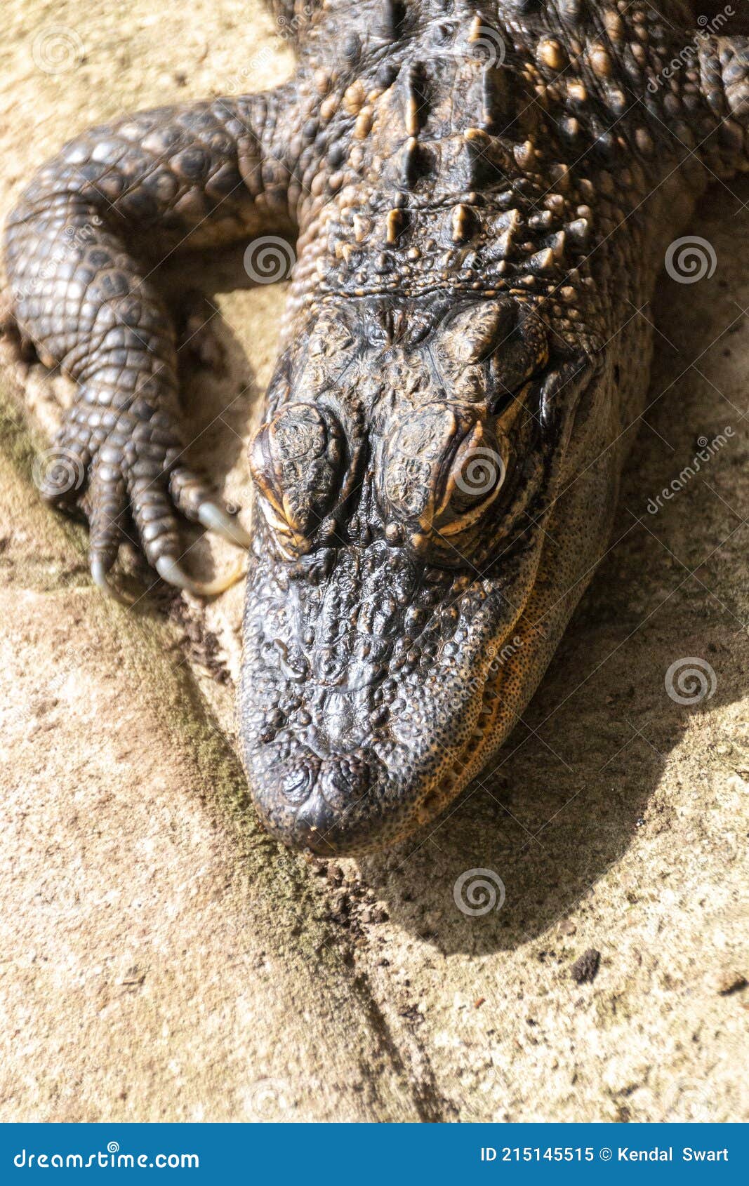 Baby Crocodile stock image. Image of daylight, town - 215145515