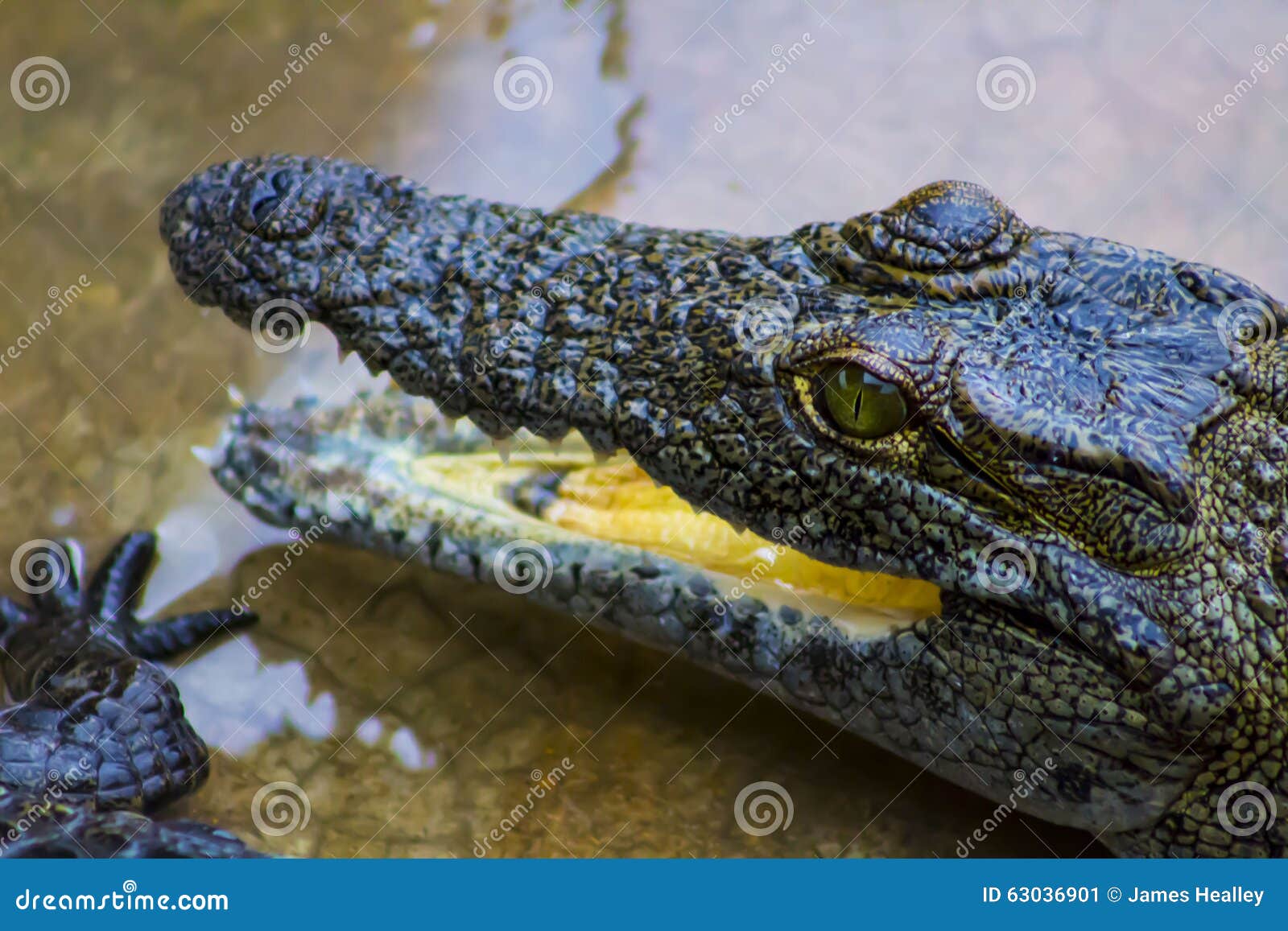 Baby Crocodile Head stock image. Image of animal, blue - 63036901