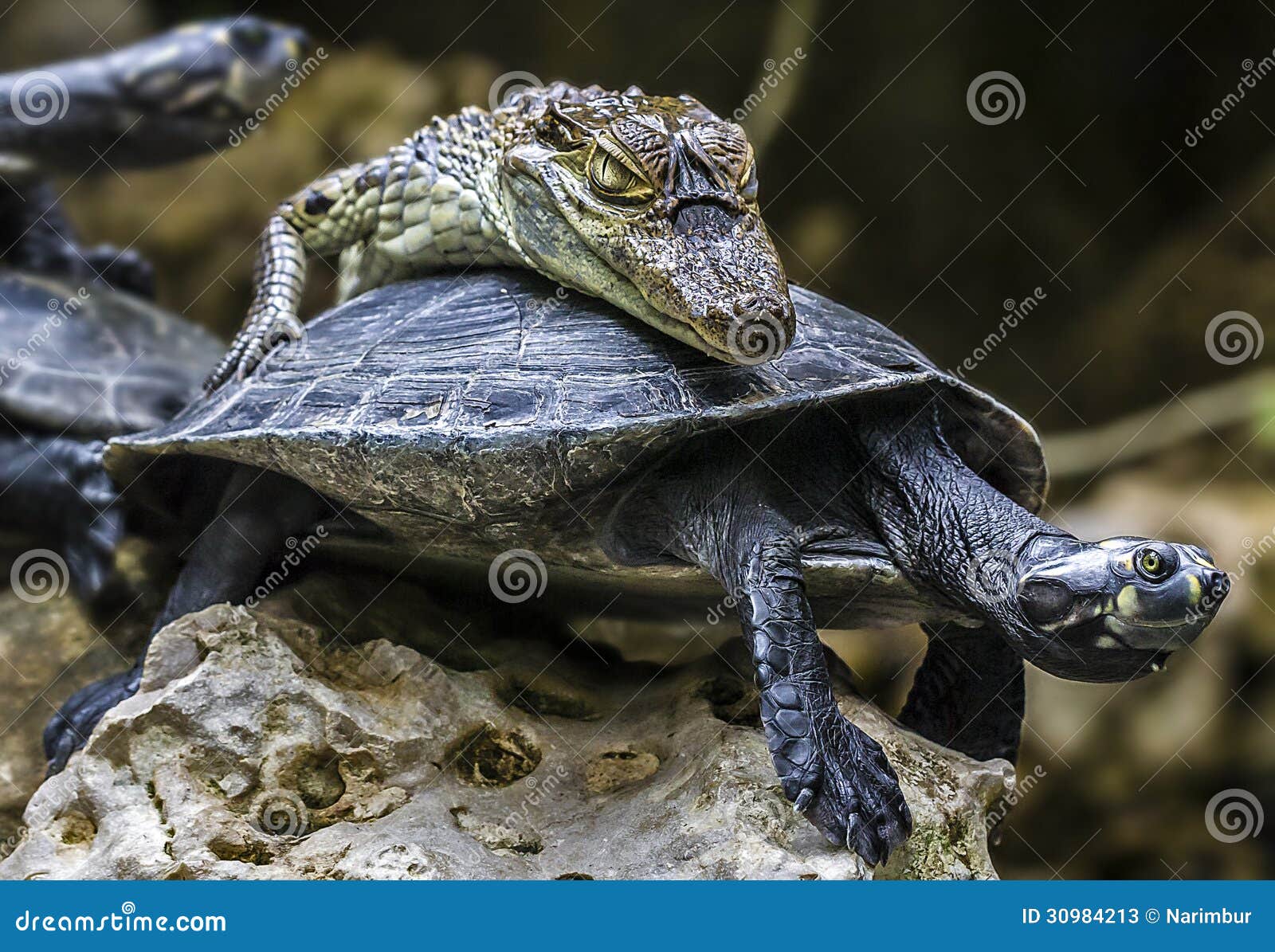 Baby-crocodile Riding a Tortoise Stock Image - Image of crocodile, claw ...