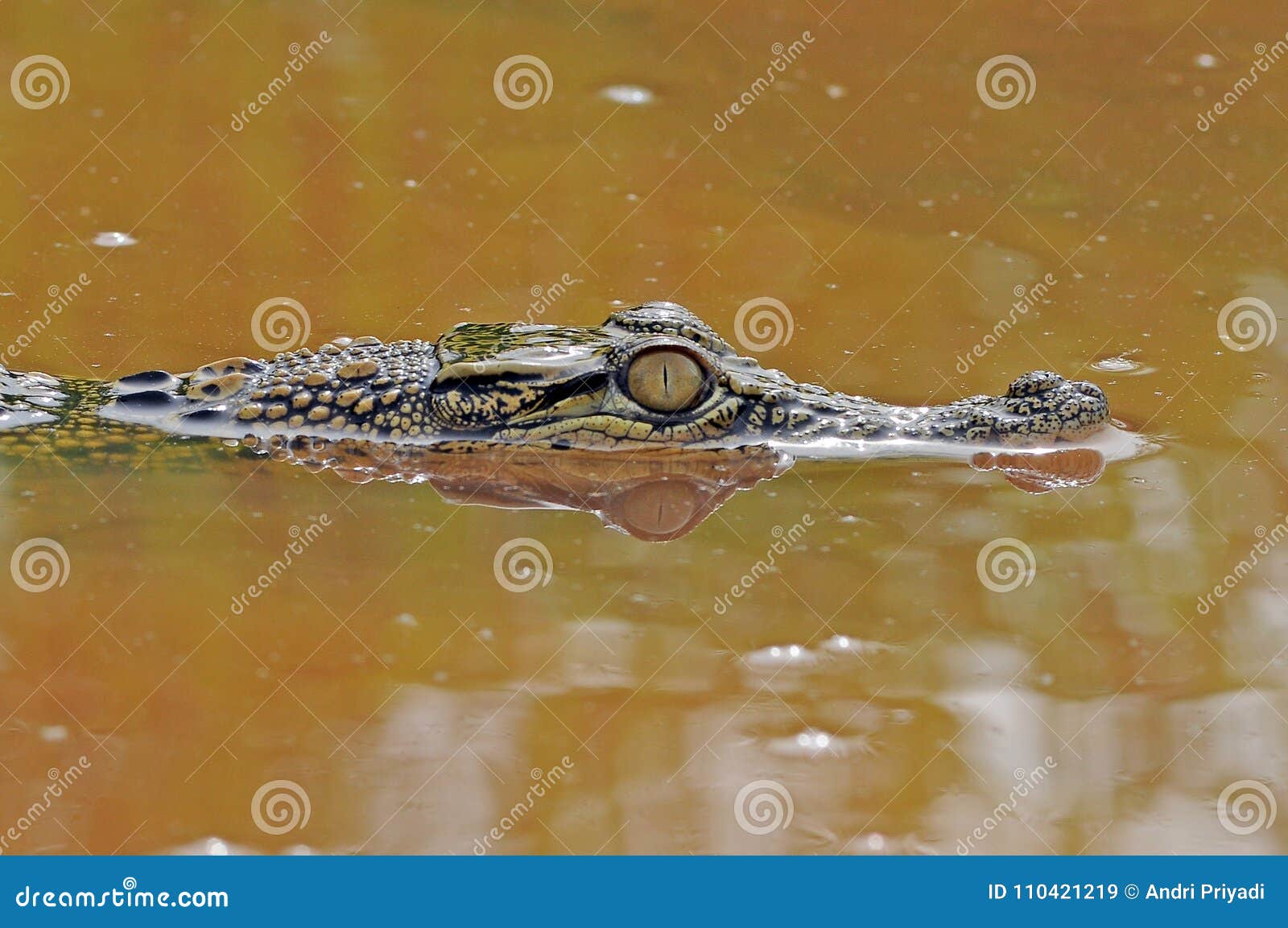 Crocodile in the water stock image. Image of reptiles - 110421219